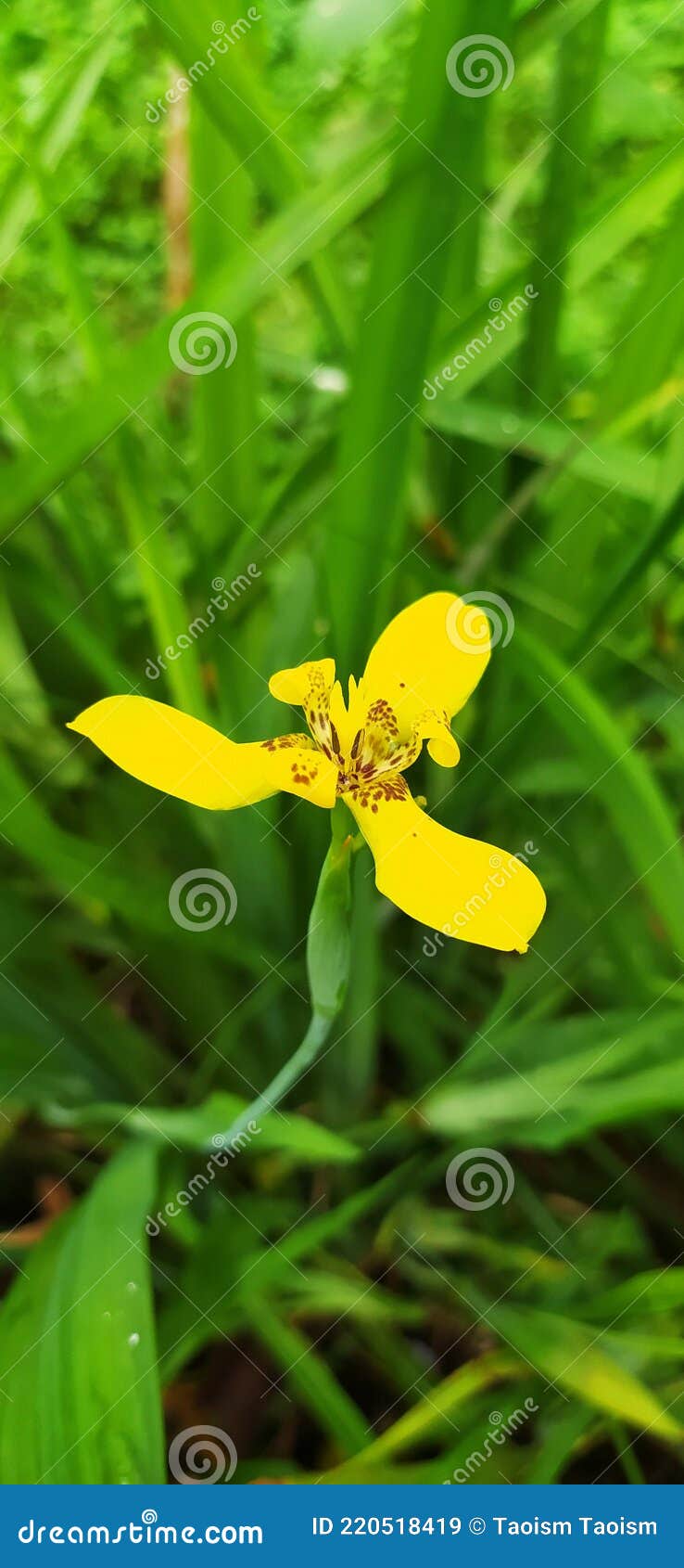 Mae Yap Stock Photos - Free & Royalty-Free Stock Photos from Dreamstime