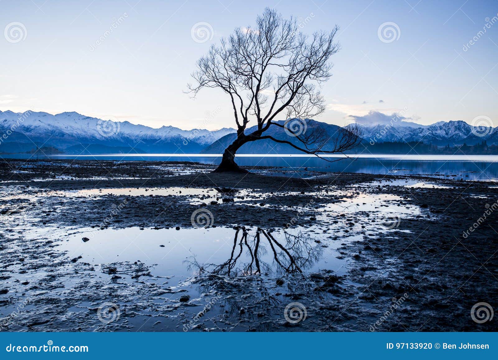 Wanaka Tree stock photo. Image of wanaka, tree, famous - 97133920