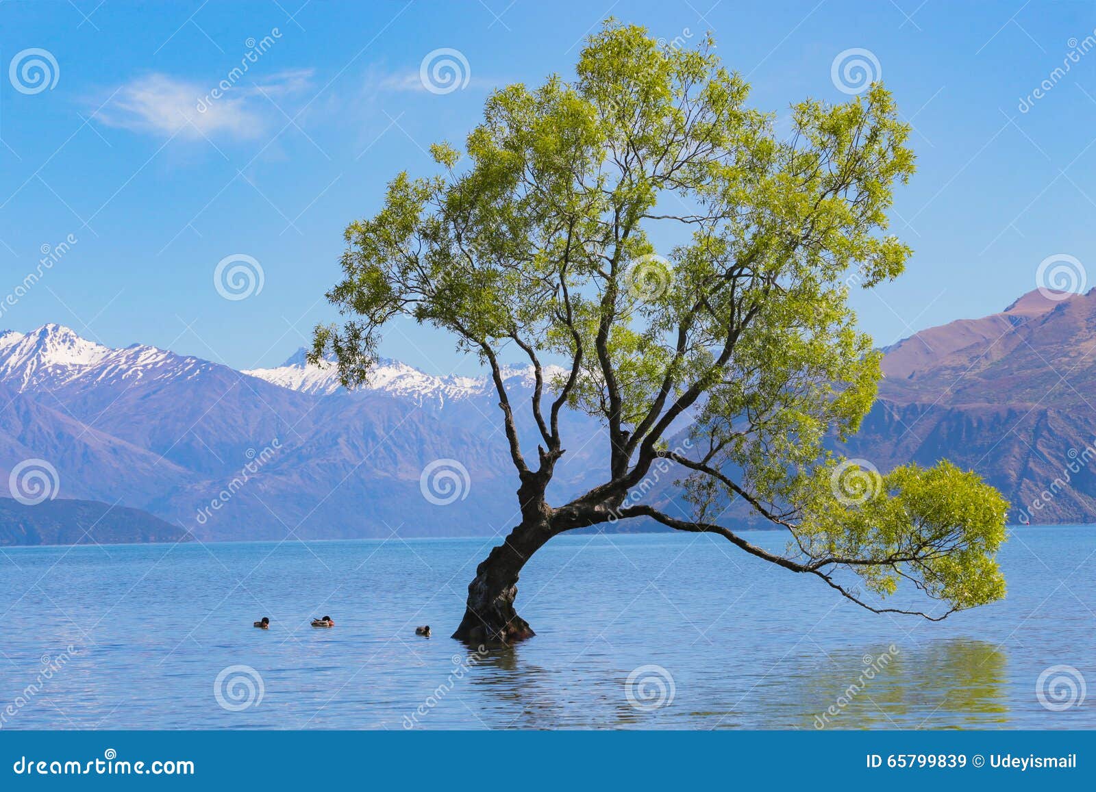 Wanaka tree stock image. Image of colour, season, individual - 65799839