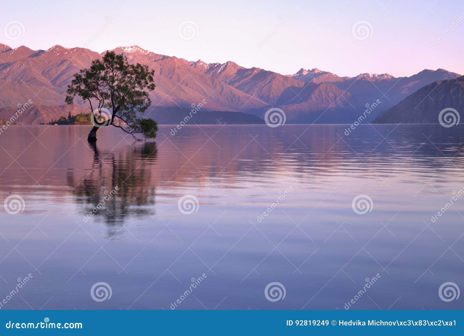 Wanaka tree stock image. Image of lake, lakewanaka, stunning - 92819249