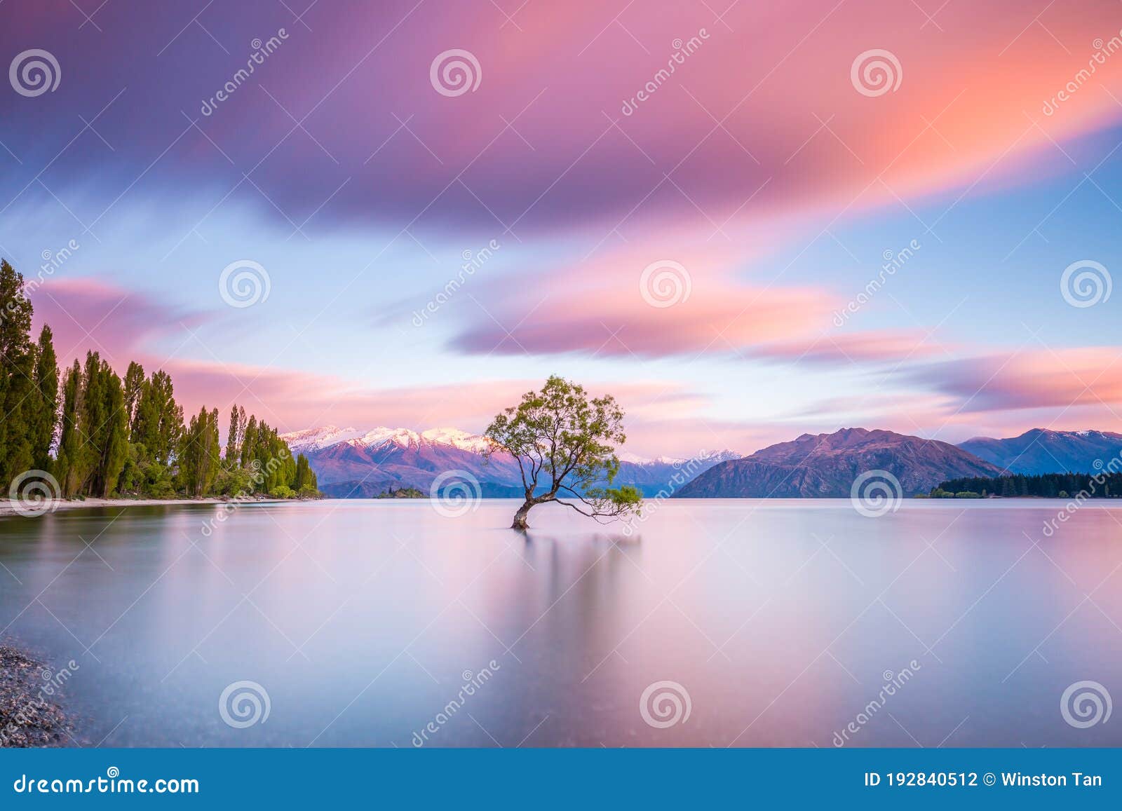 Wanaka Tree Royalty-Free Stock Photography | CartoonDealer.com #92819249