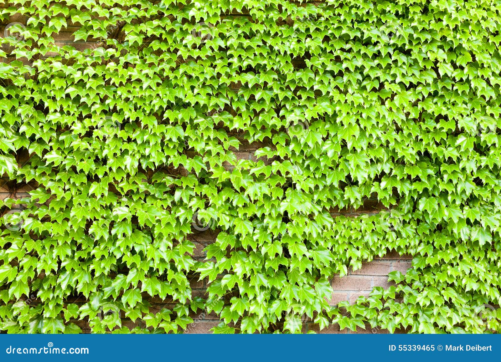 Wand des Efeus stockbild. Bild von tapete, wand, betrieb - 55339465