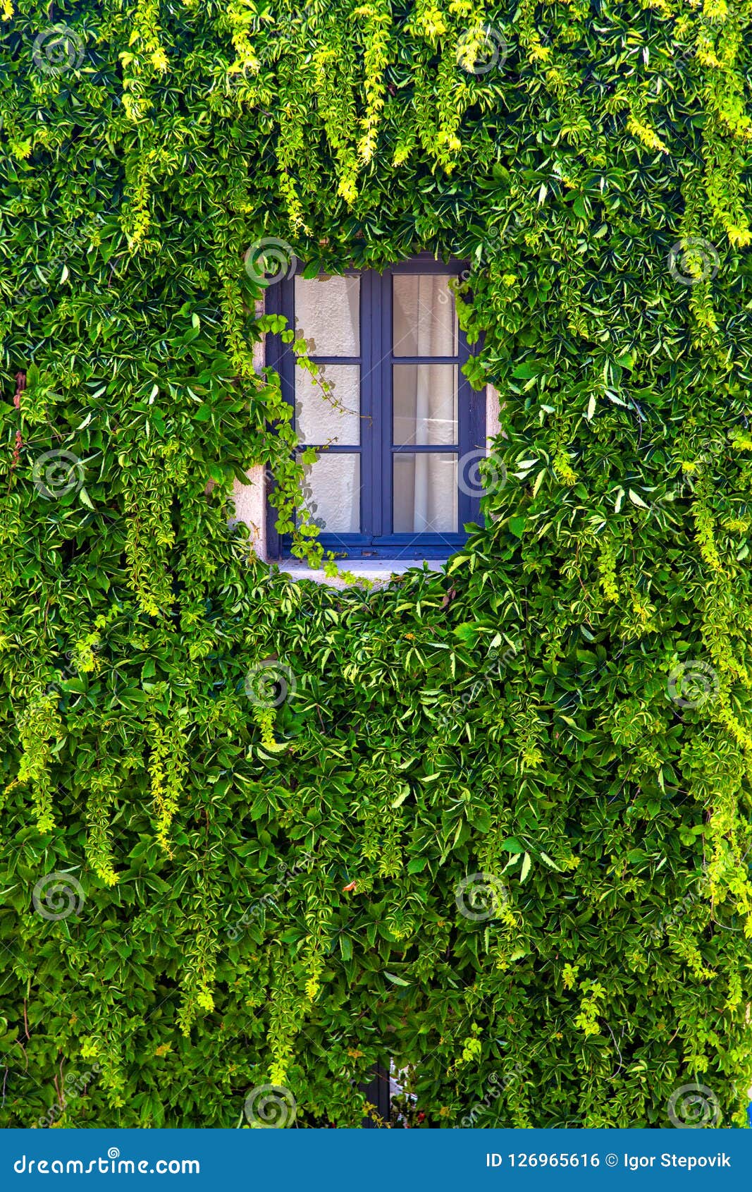 Wand Eines Hauses Mit Dem Fenster Bedeckt Mit Efeu Stockfoto - Bild von ...