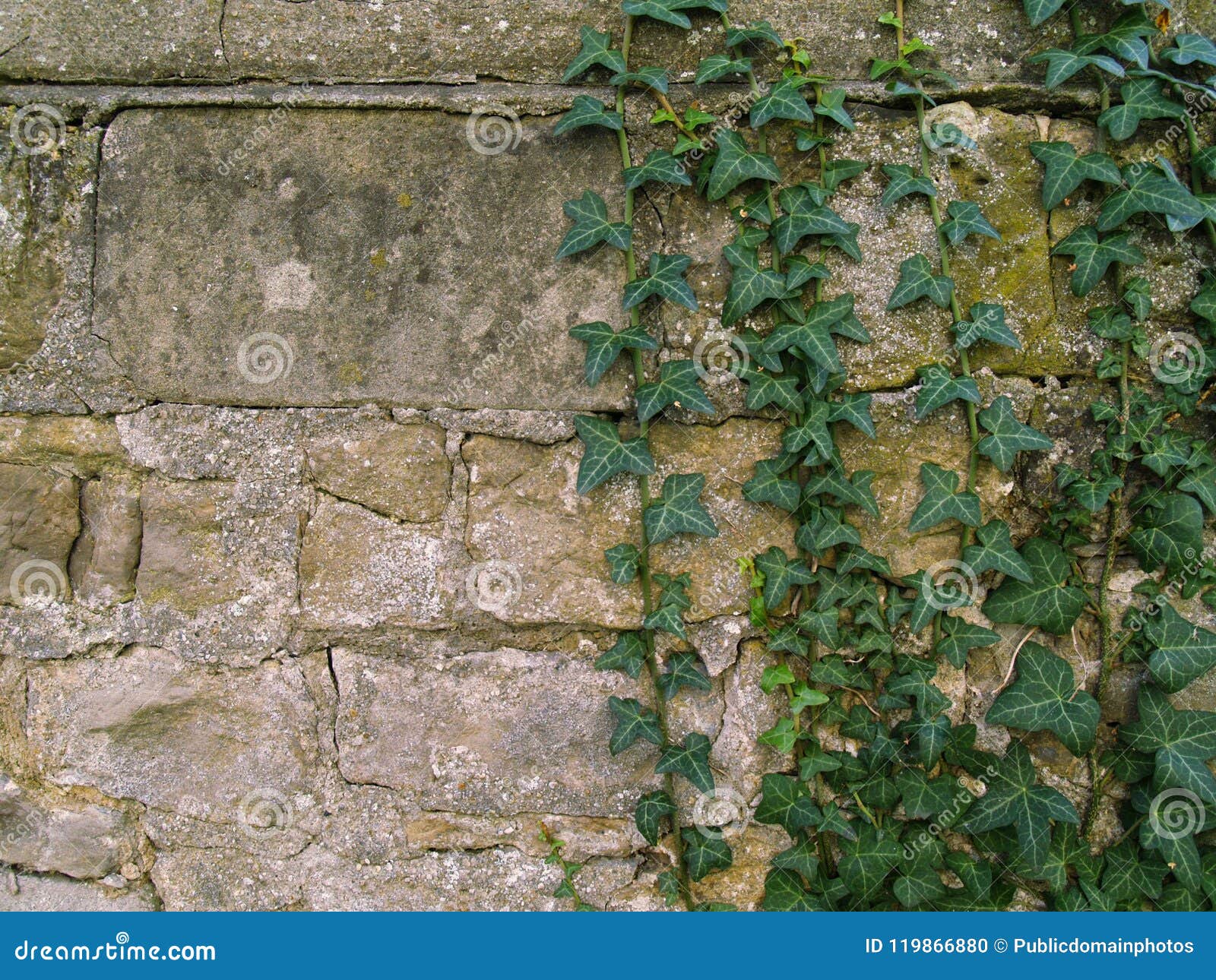 Wand, Vegetation, Steinwand, Efeu Bild. Bild: 119866880