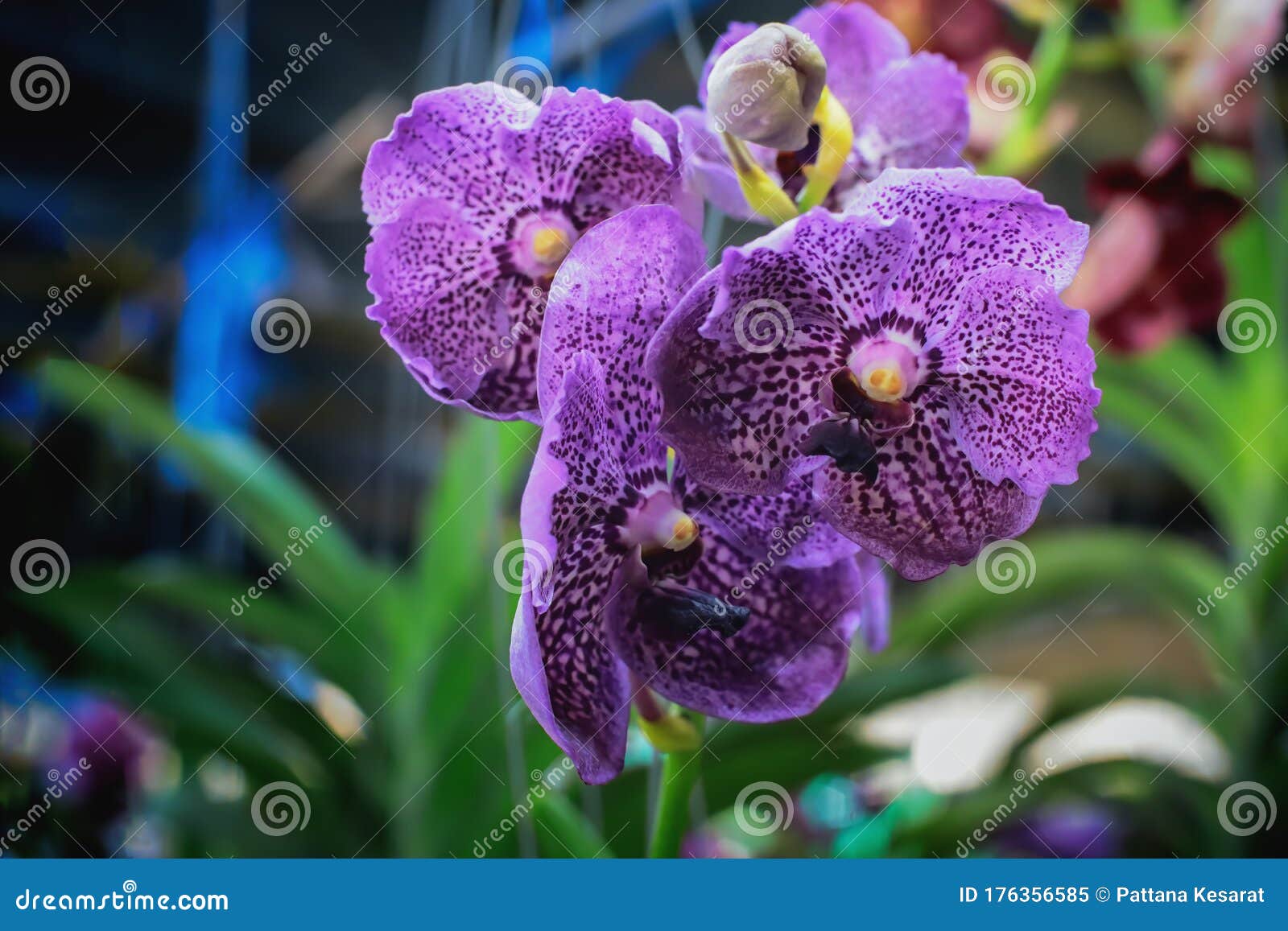 Wanda Orchidee im Garten stockbild. Bild von rosa, frische - 176356585
