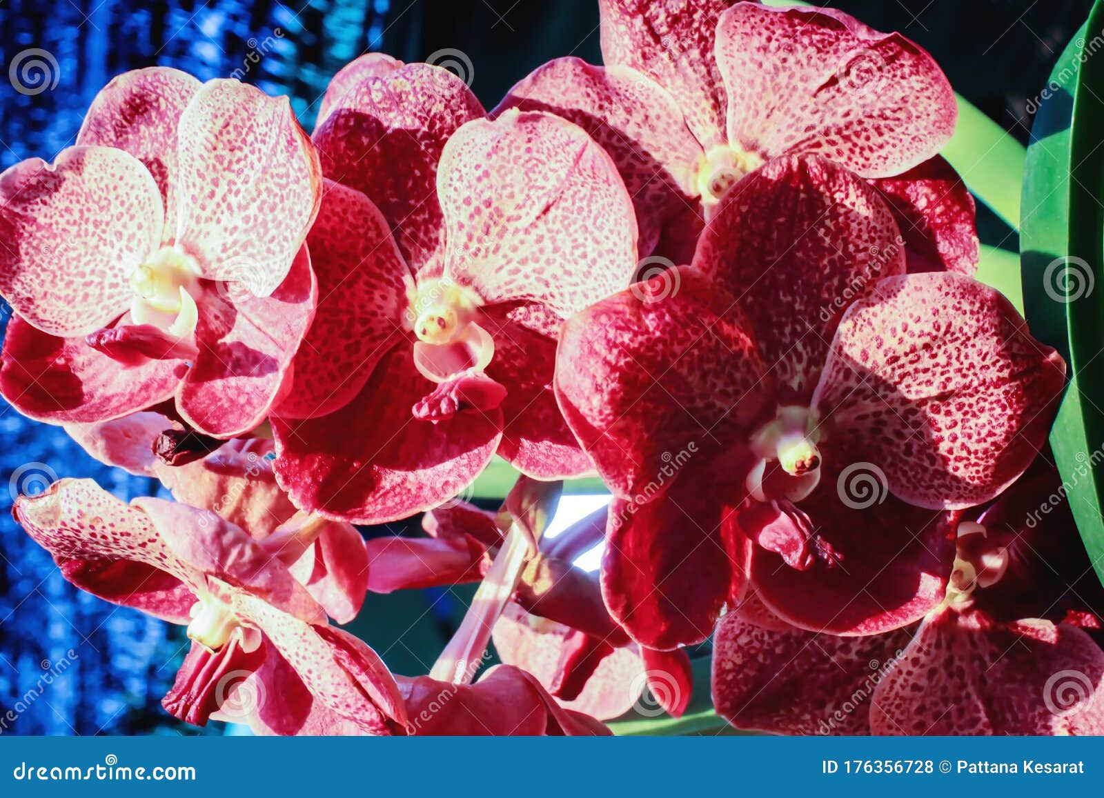 Wanda Orchidee im Garten stockfoto. Bild von frische - 176356728