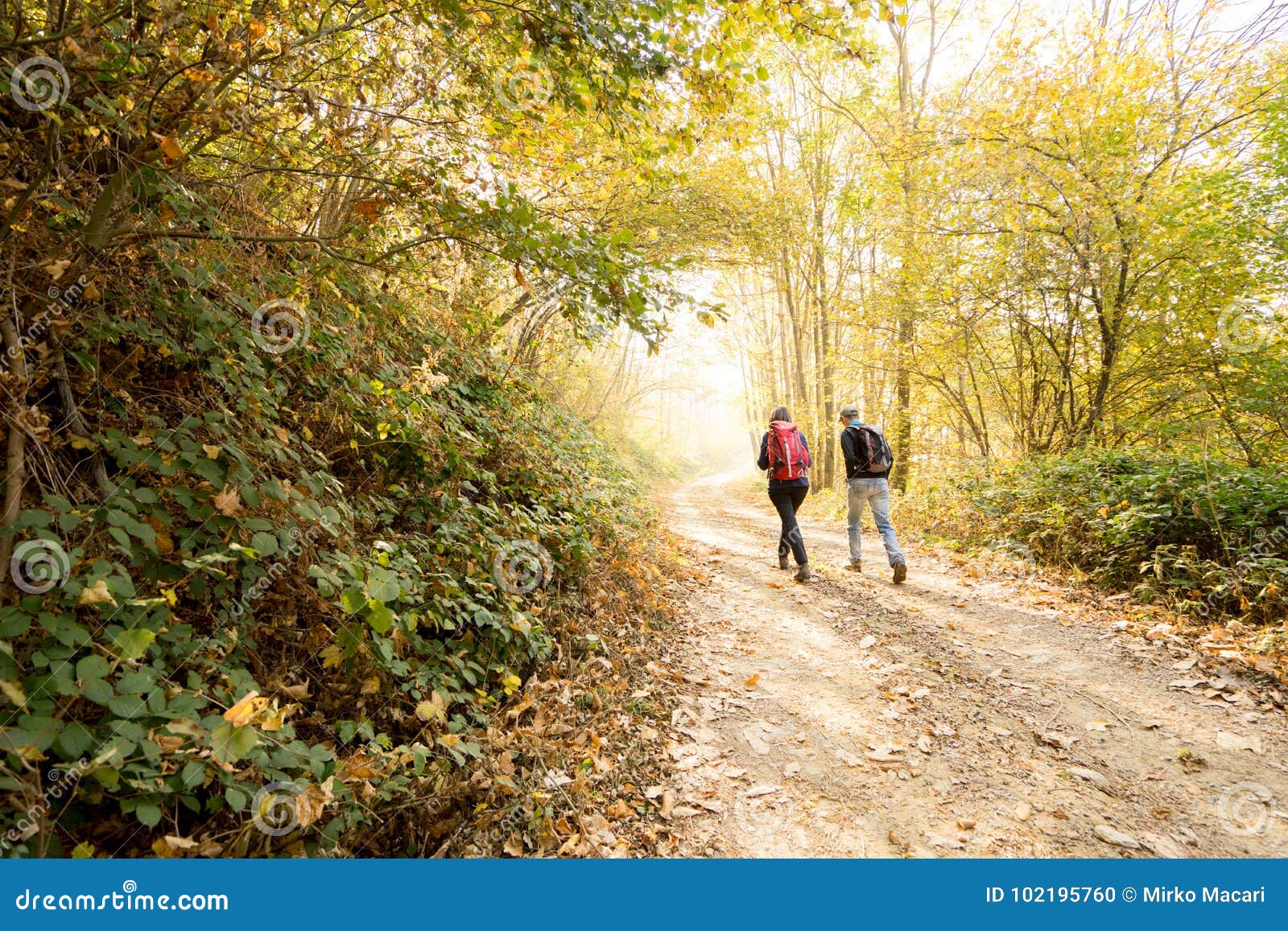 Wandelaars Die Weg in Het Bos Lopen Redactionele Afbeelding - Image of ...