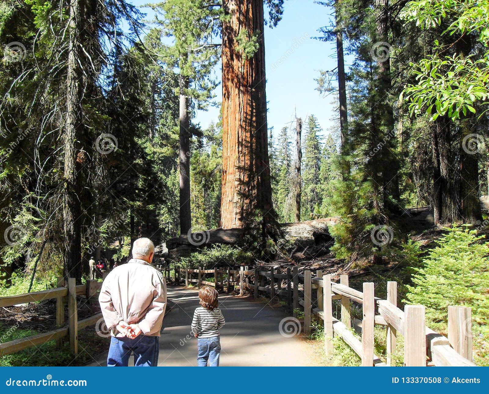 Wandeling Van Het Sequoia De Nationale Park Door Het Bos Redactionele ...