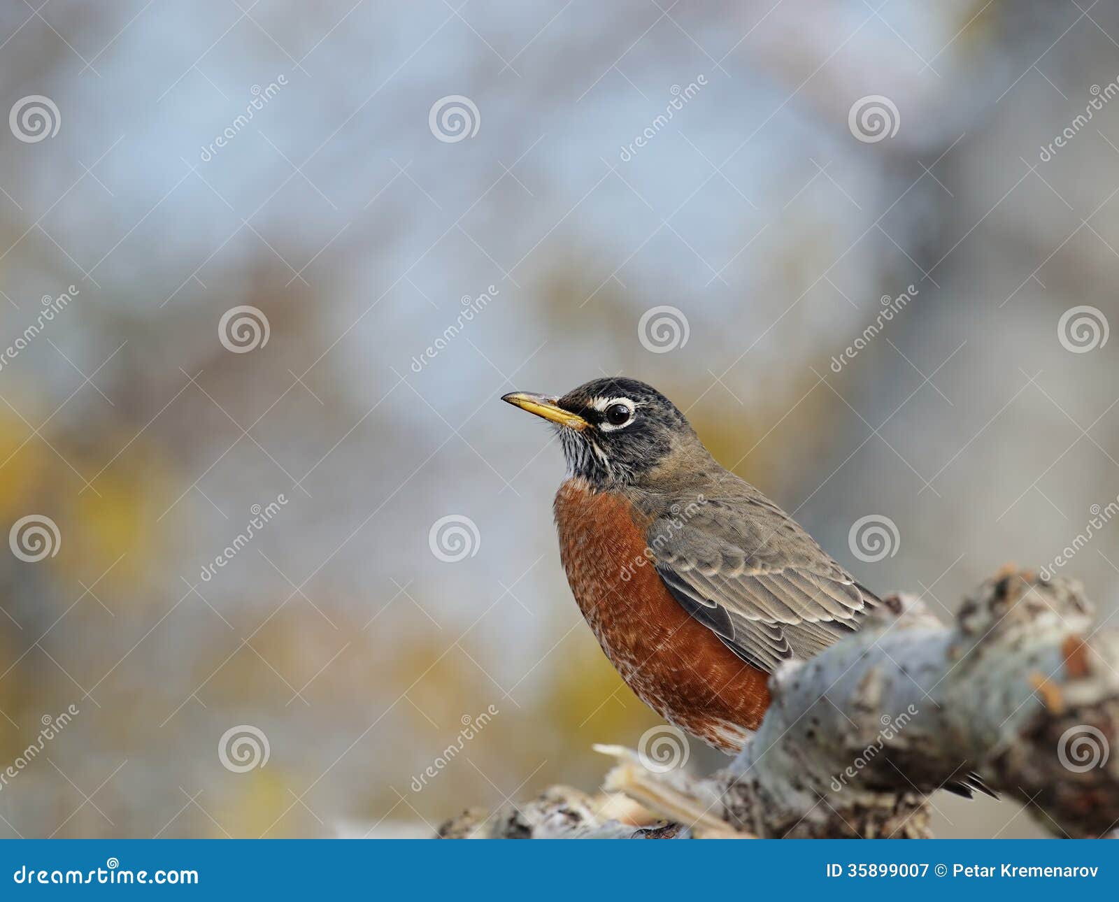 Wanderdrossel stockbild. Bild von feder, sahnig, schnabel - 35899007