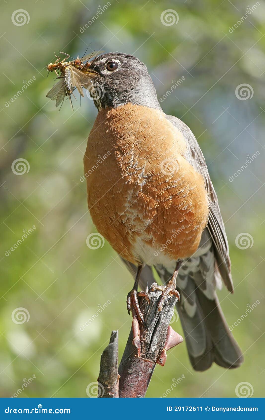 Wanderdrossel (Turdus Migratorius) Stockbild - Bild von nahrung ...
