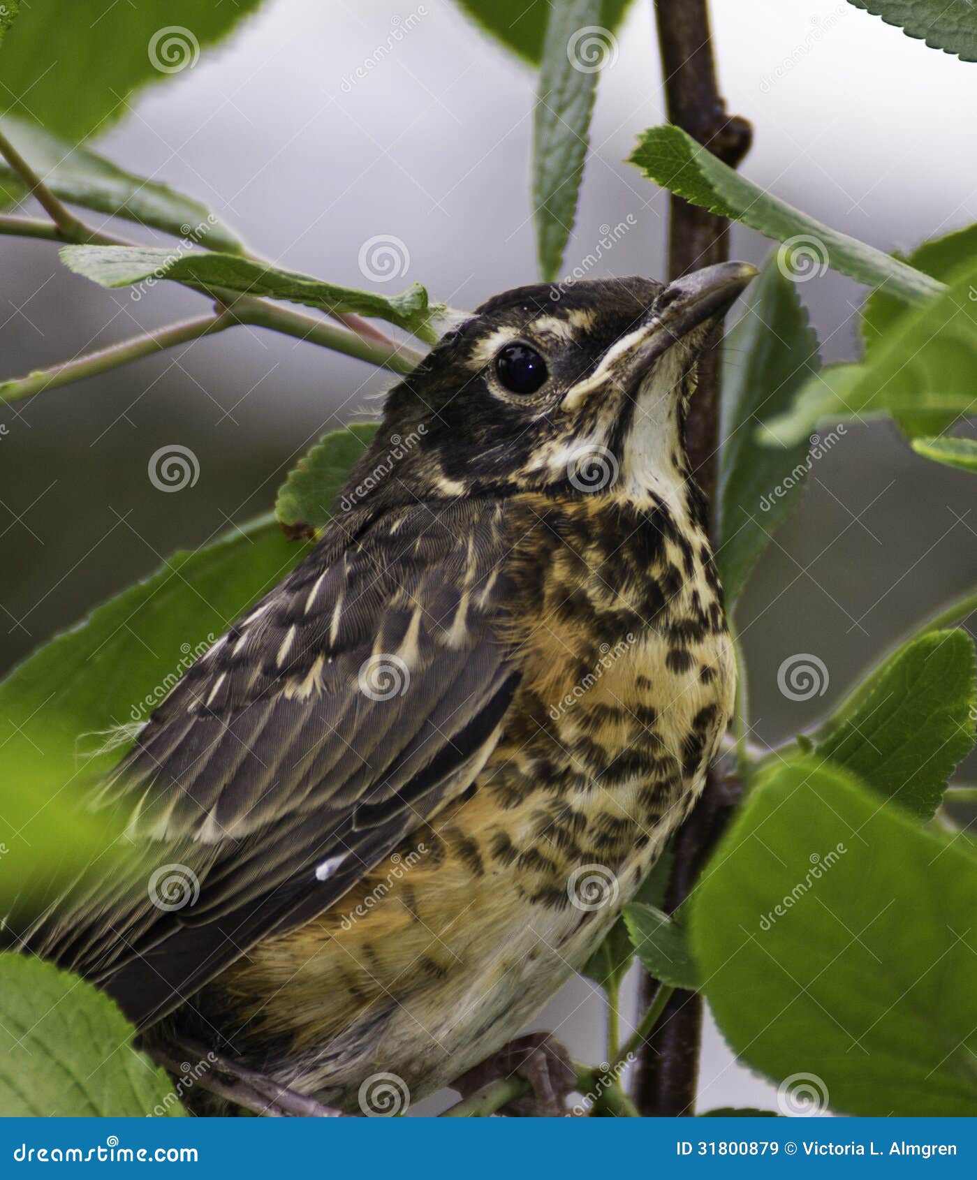 Wanderdrossel (Turdus Migratorius) Stockbild - Bild von jung, schnabel ...