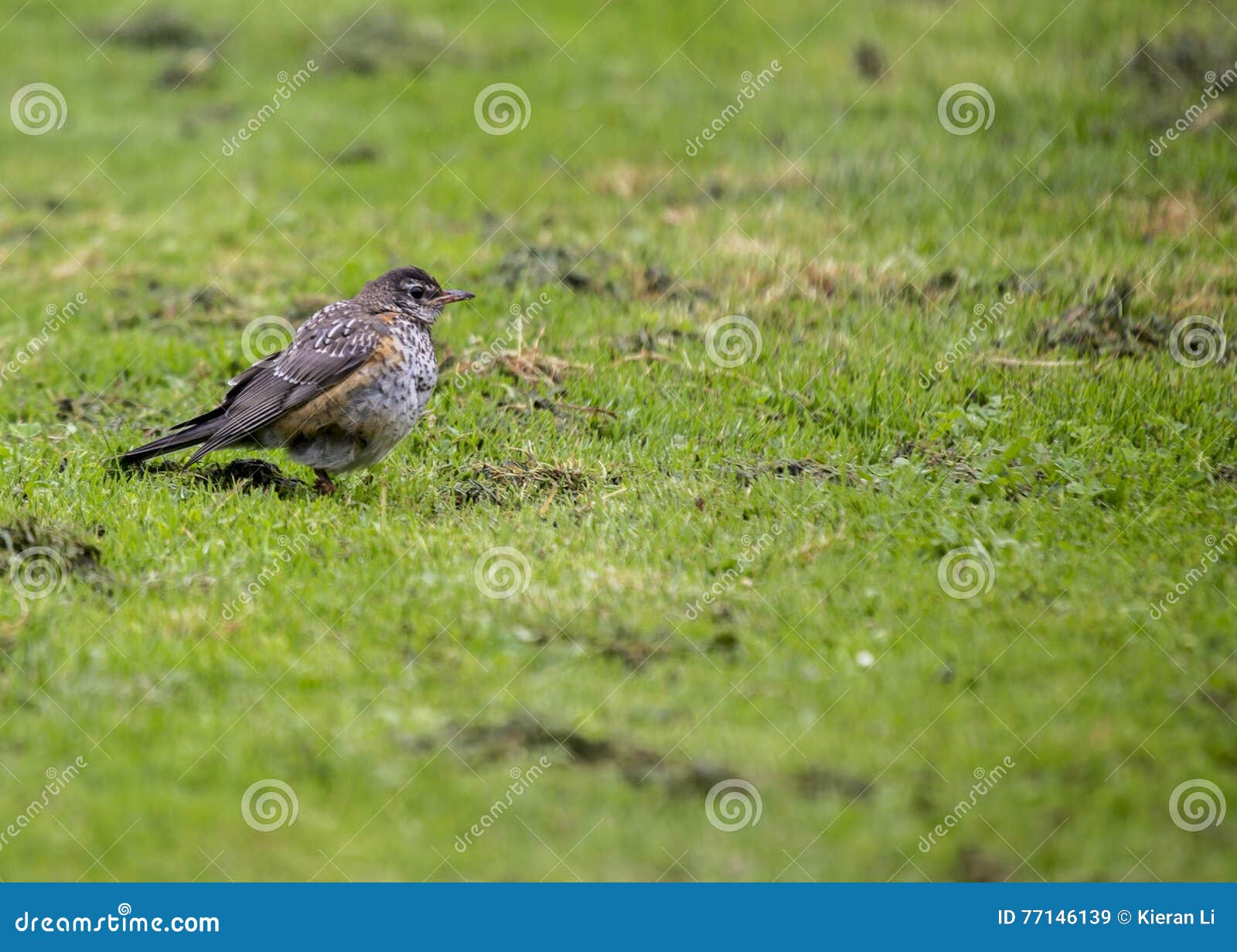 Wanderdrossel U. X28; Turdus Migratorius& X29; Stockbild - Bild von ...