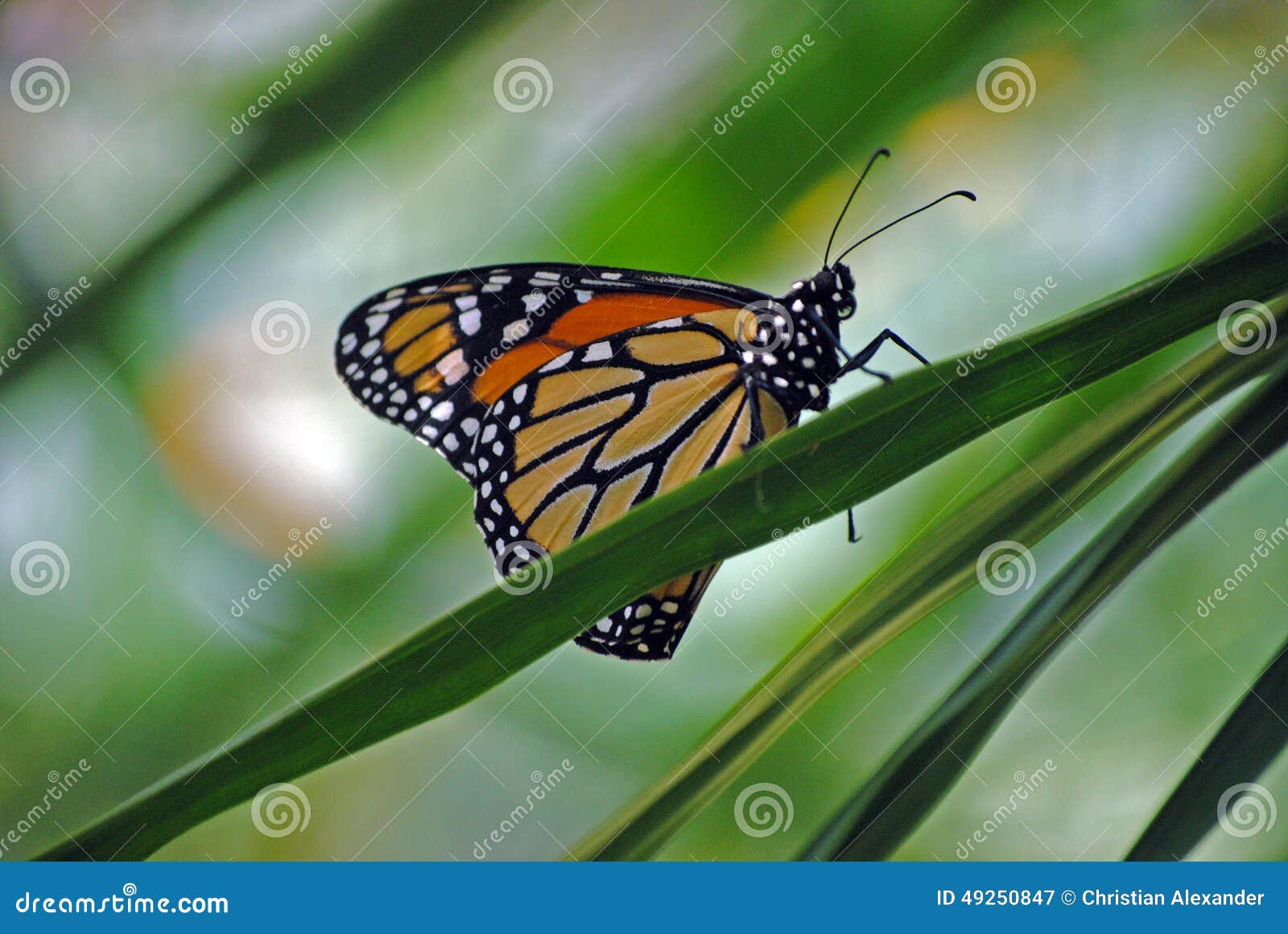Wanderer butterfly stock image. Image of outdoors, leaf - 49250847