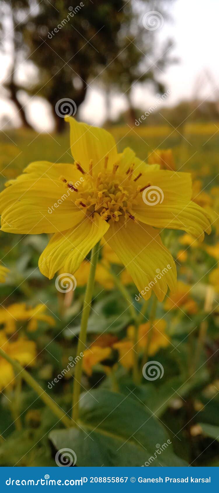 Wanderful Flower Ful Very Nice Flower Stock Image - Image of flower ...