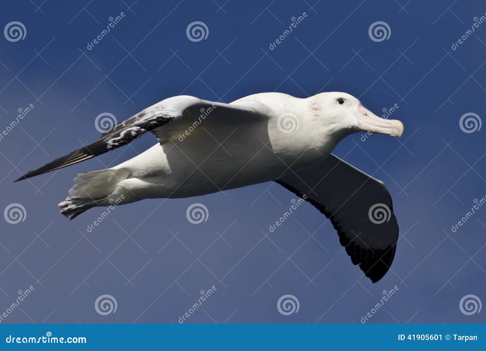 Wandering Albatross Wallpaper
