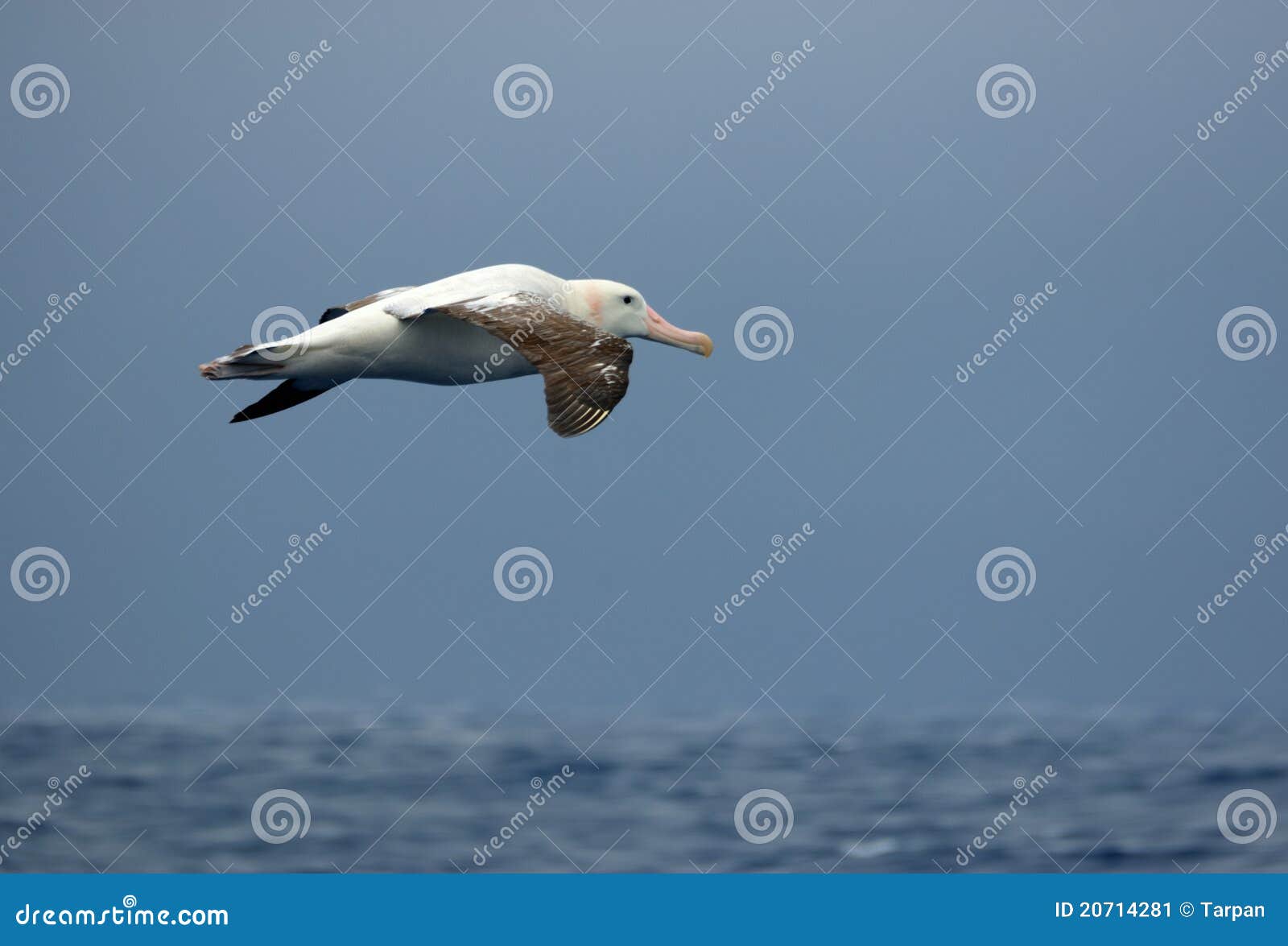 Wandering Albatross in Flight Stock Image - Image of terrain, flying ...