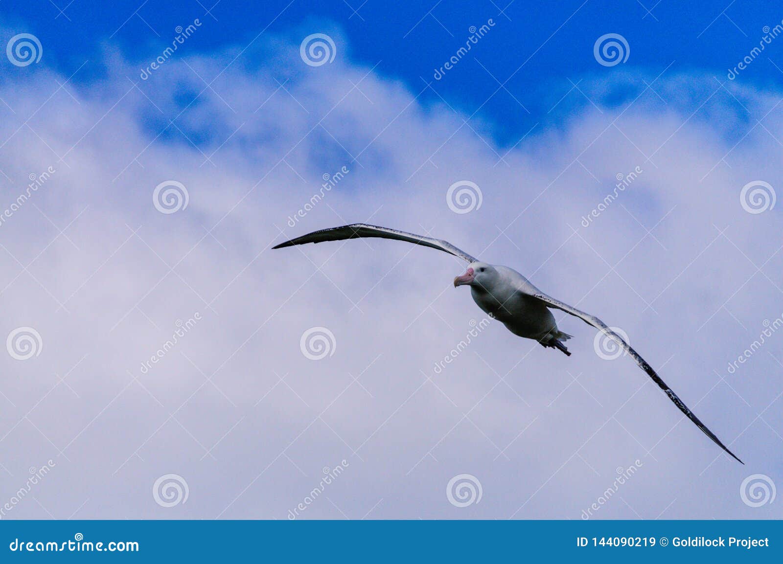 Wandering Albatross in Flight Stock Image - Image of antarctic, black ...