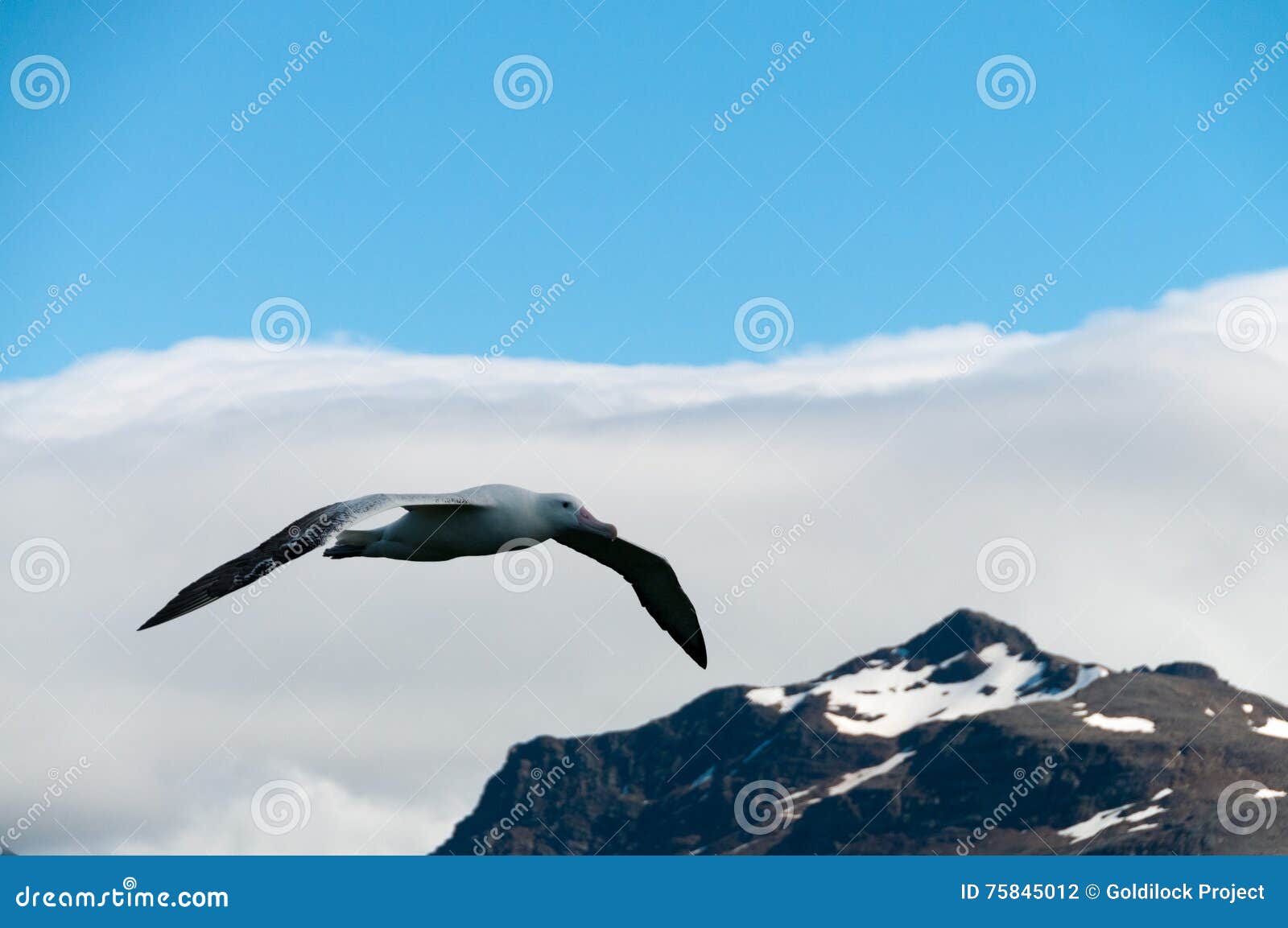 Wandering Albatross in Flight Stock Photo - Image of seabird, island ...