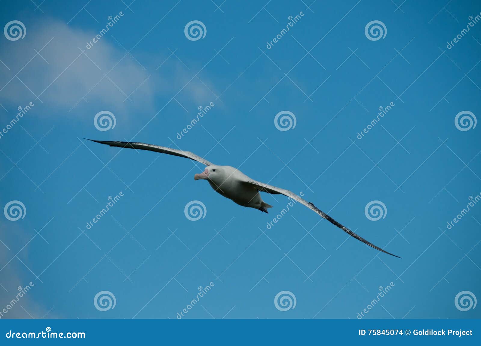 Wandering Albatross in Flight Stock Photo - Image of travel, island ...