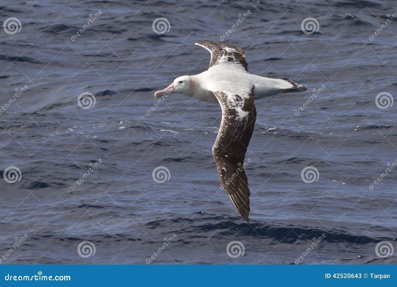 Wandering Albatross Flying Over the Waters of the Atlantic Stock Image ...