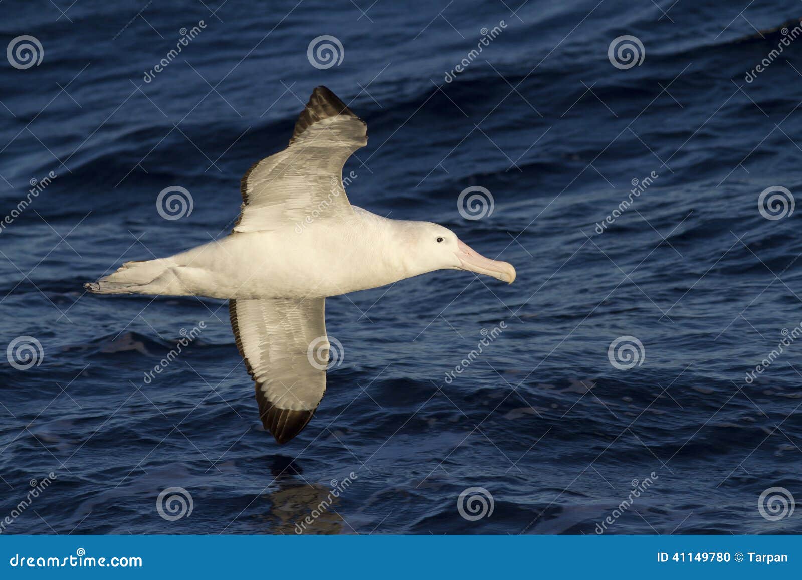 Wandering Albatross Hovering Over the Atlantic Ocean Stock Photo ...