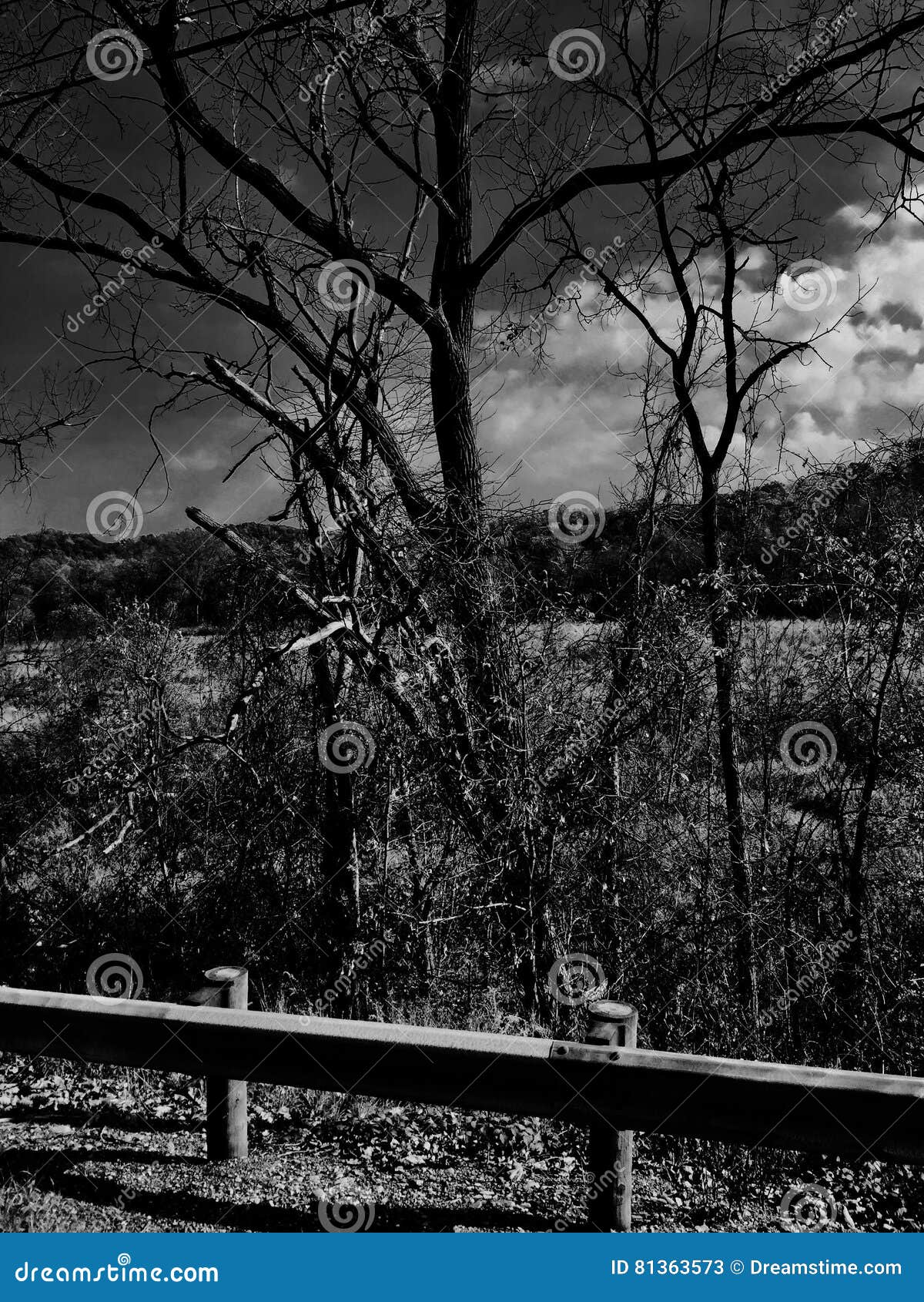 Wandering stock image. Image of black, nature, white - 81363573