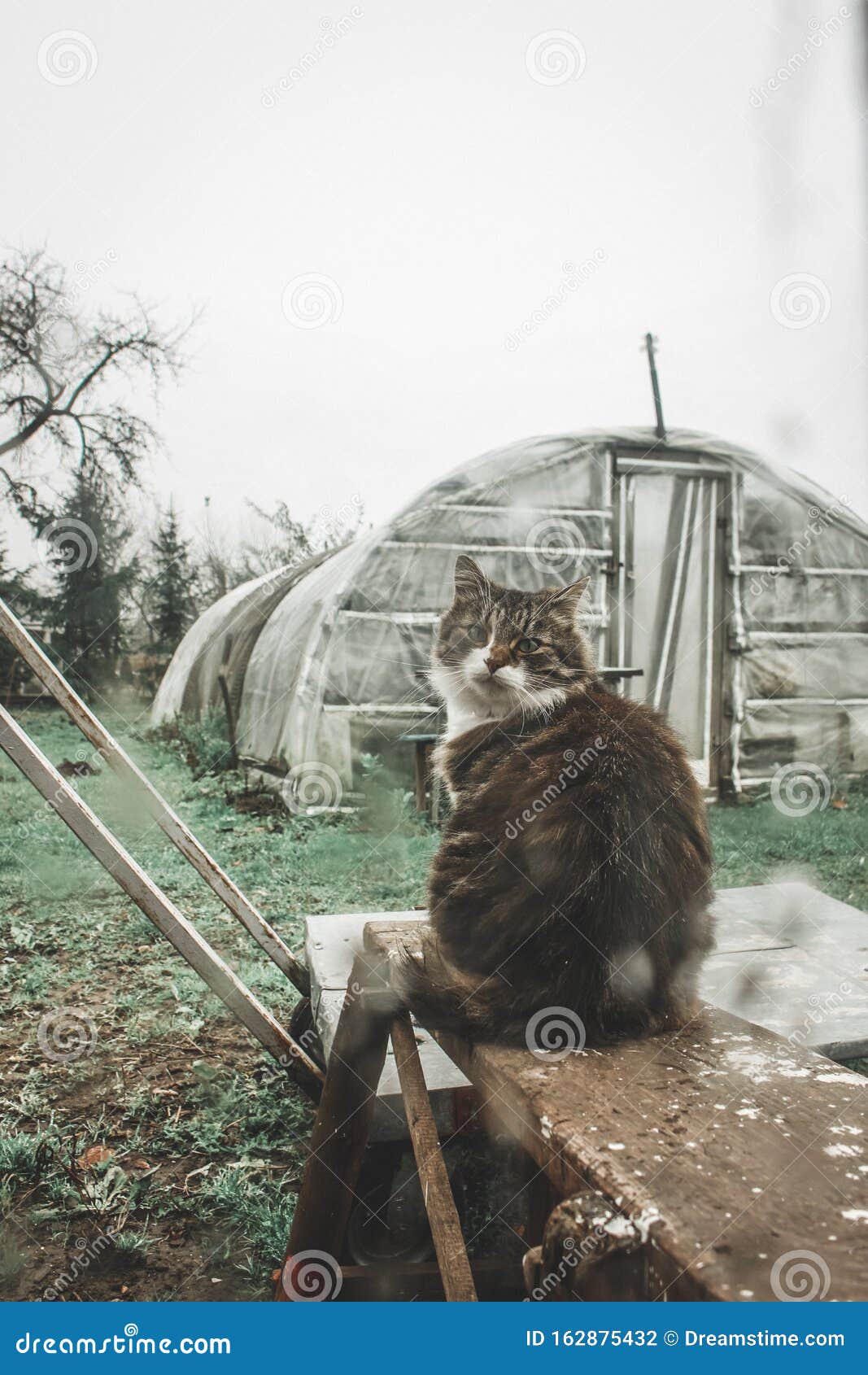 Wandering cat stock photo. Image of greenhouse, window - 162875432