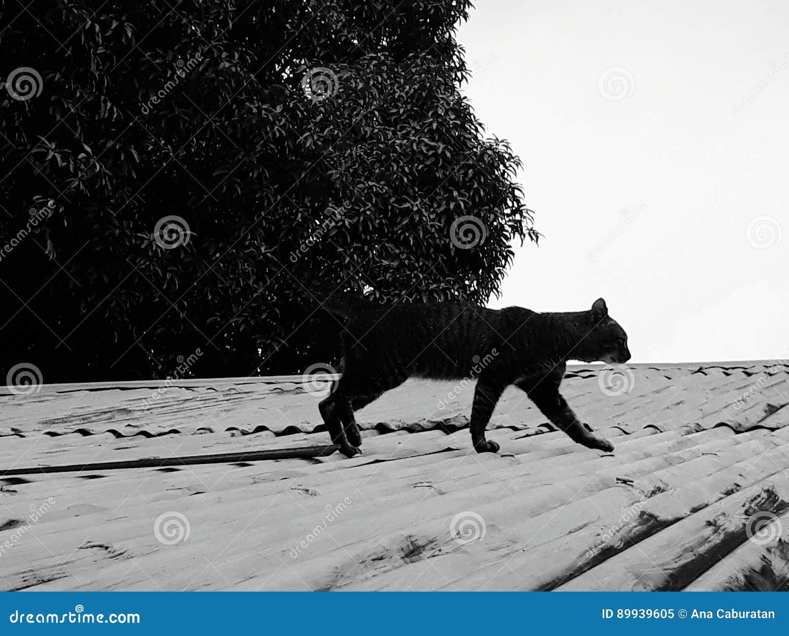 Wandering cat stock image. Image of walking, black, wandering - 89939605