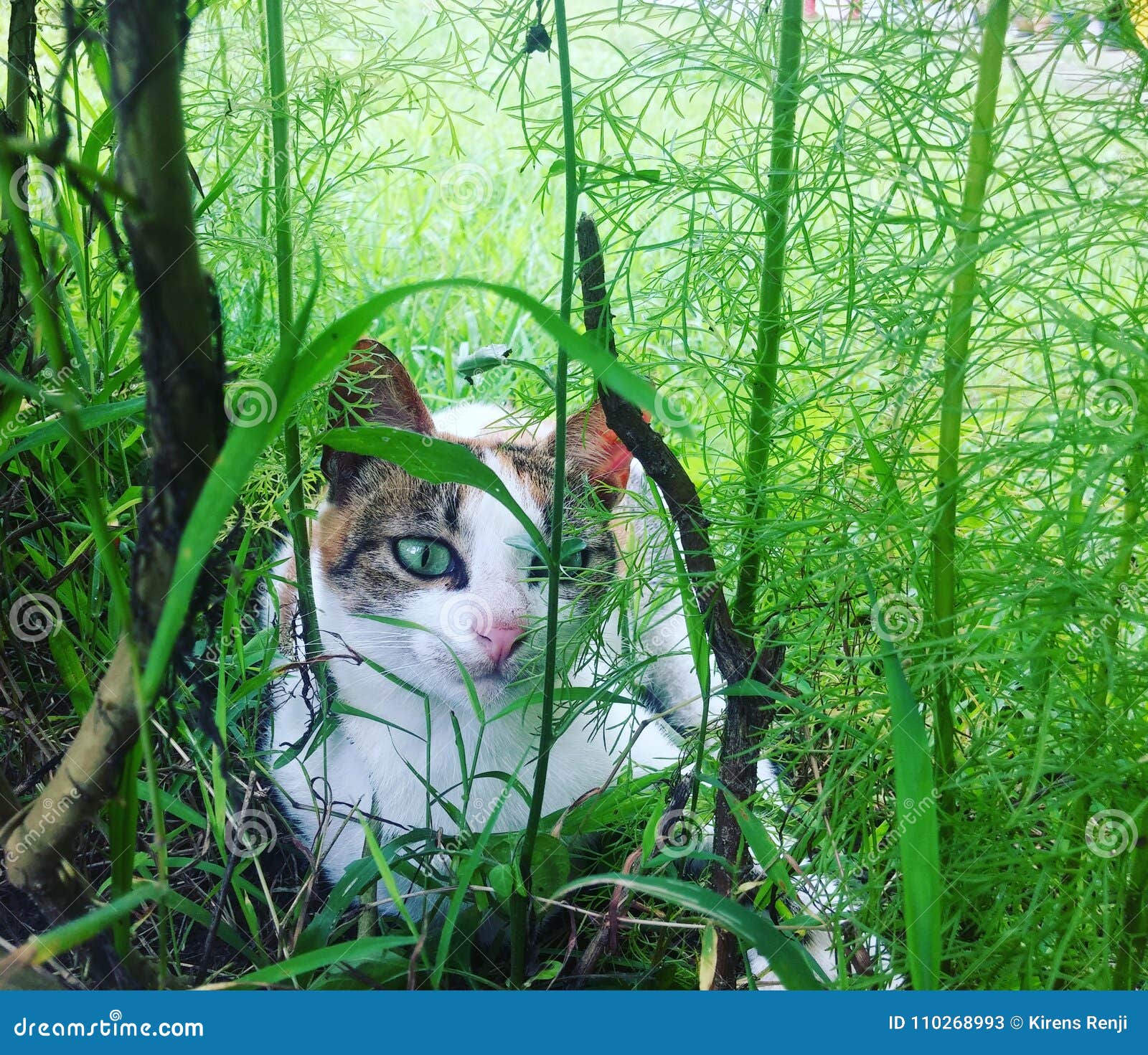 Wandering cat stock image. Image of wandering, green - 110268993