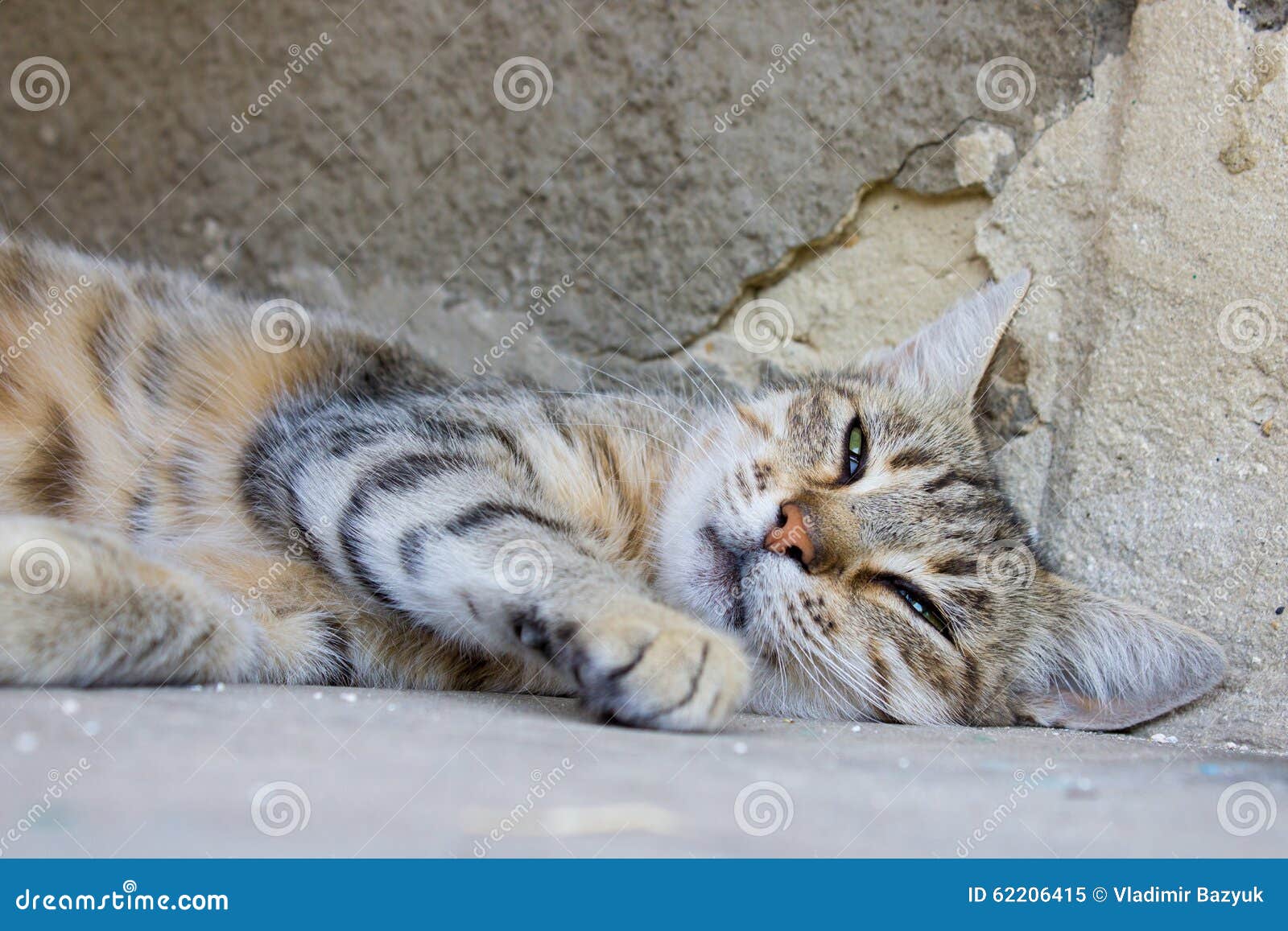 Wandering cat sleeps stock image. Image of kitten, wellbeing - 62206415