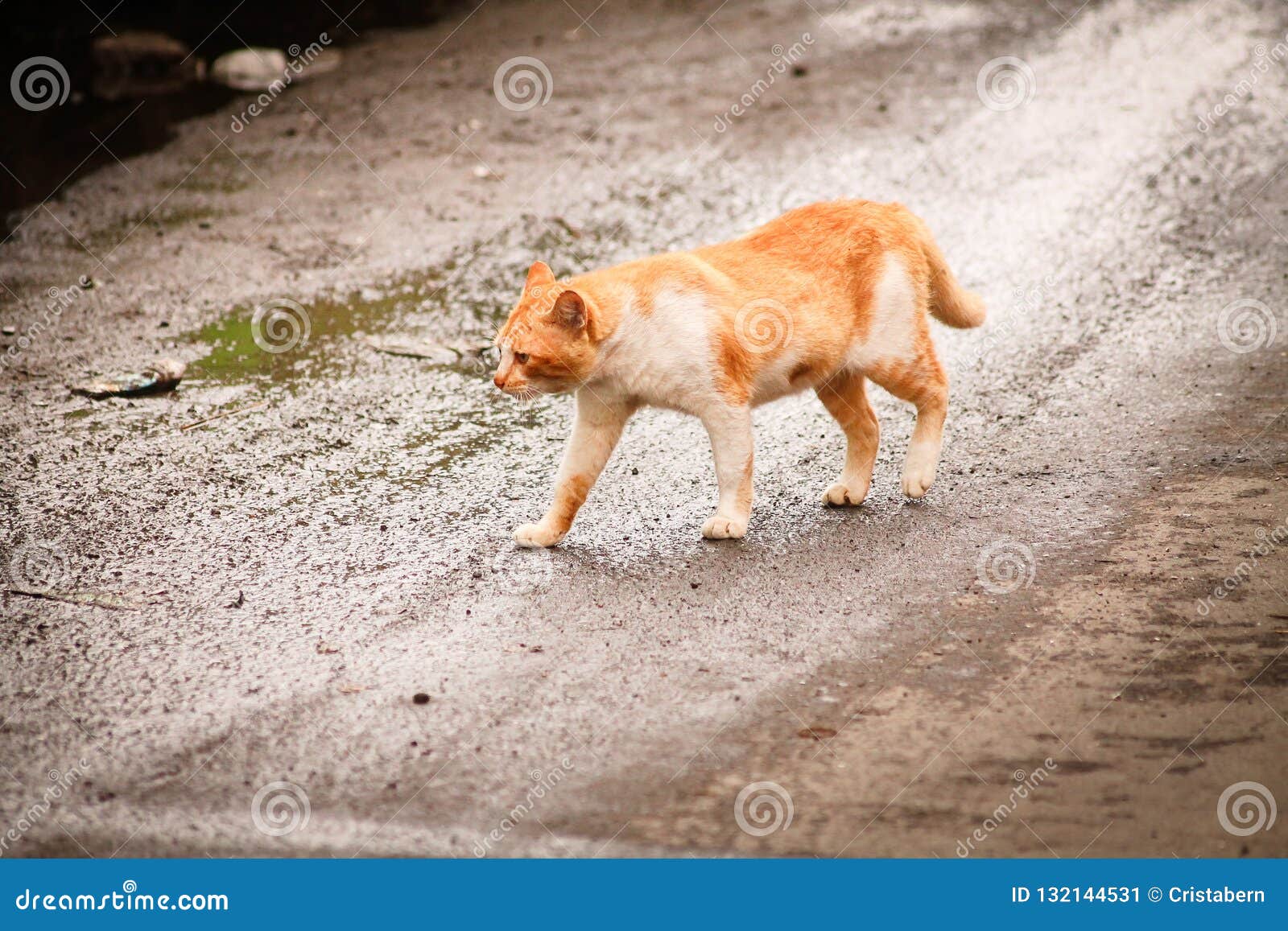 Wandering stock image. Image of wandering, traveler - 132144531