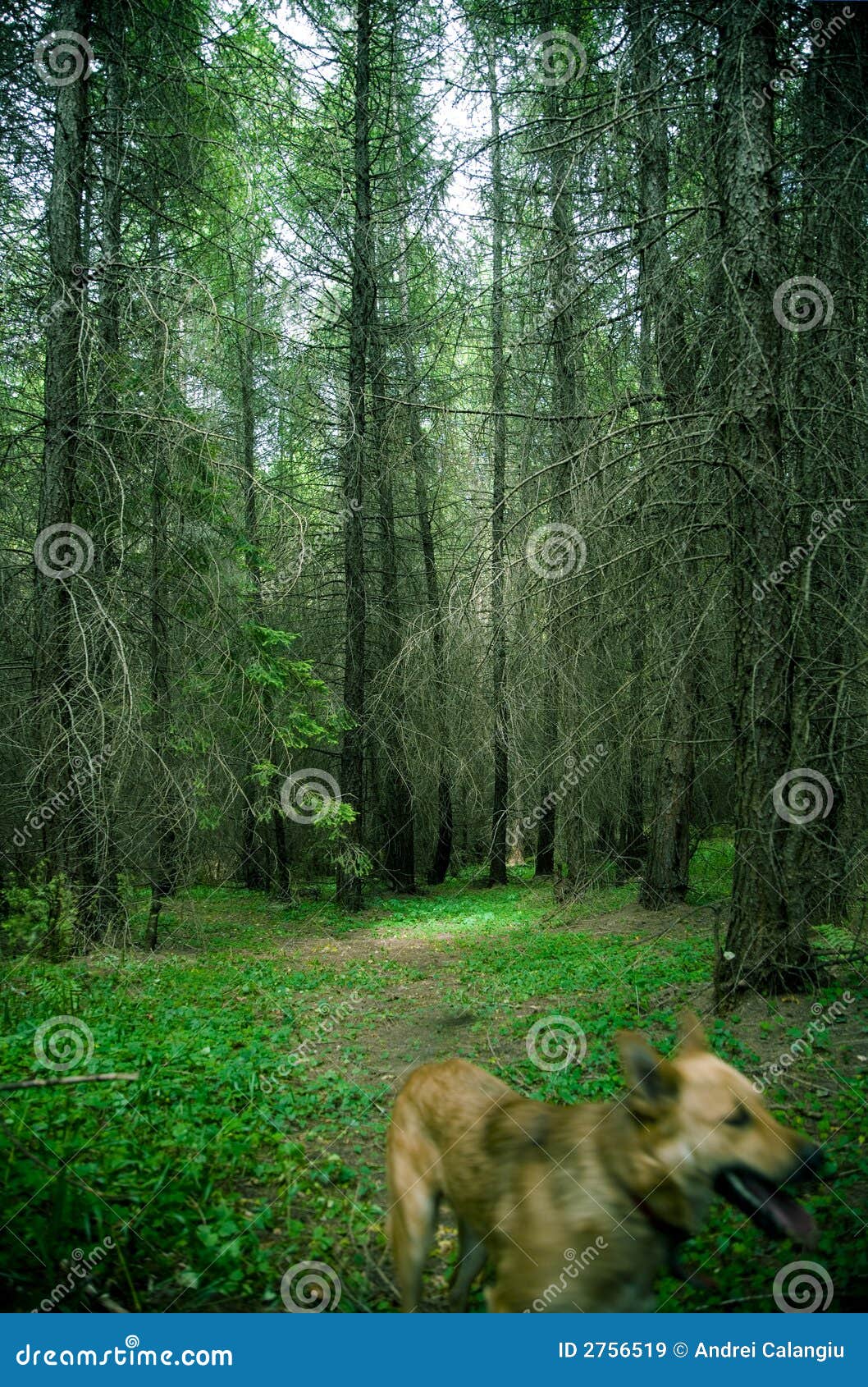 Wandering dog stock image. Image of path, grassy, grass - 2756519