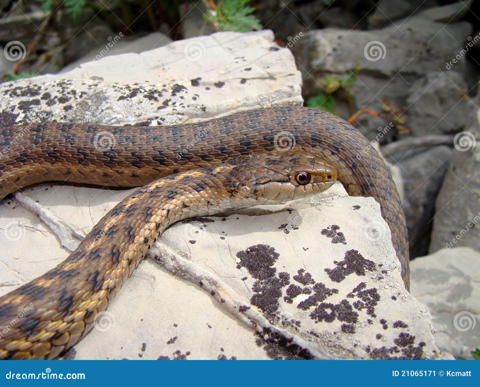 Wandering Garter Snake, Thamnophis Vagrans Stock Image - Image of ...
