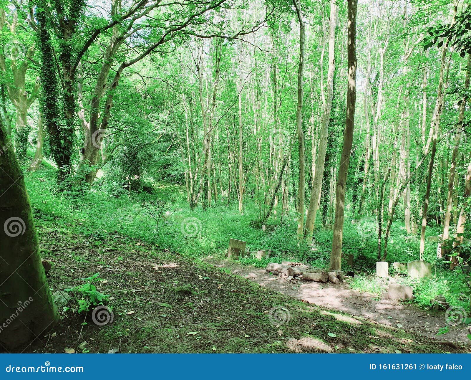 Wandering stock image. Image of nature, forest, trees - 161631261