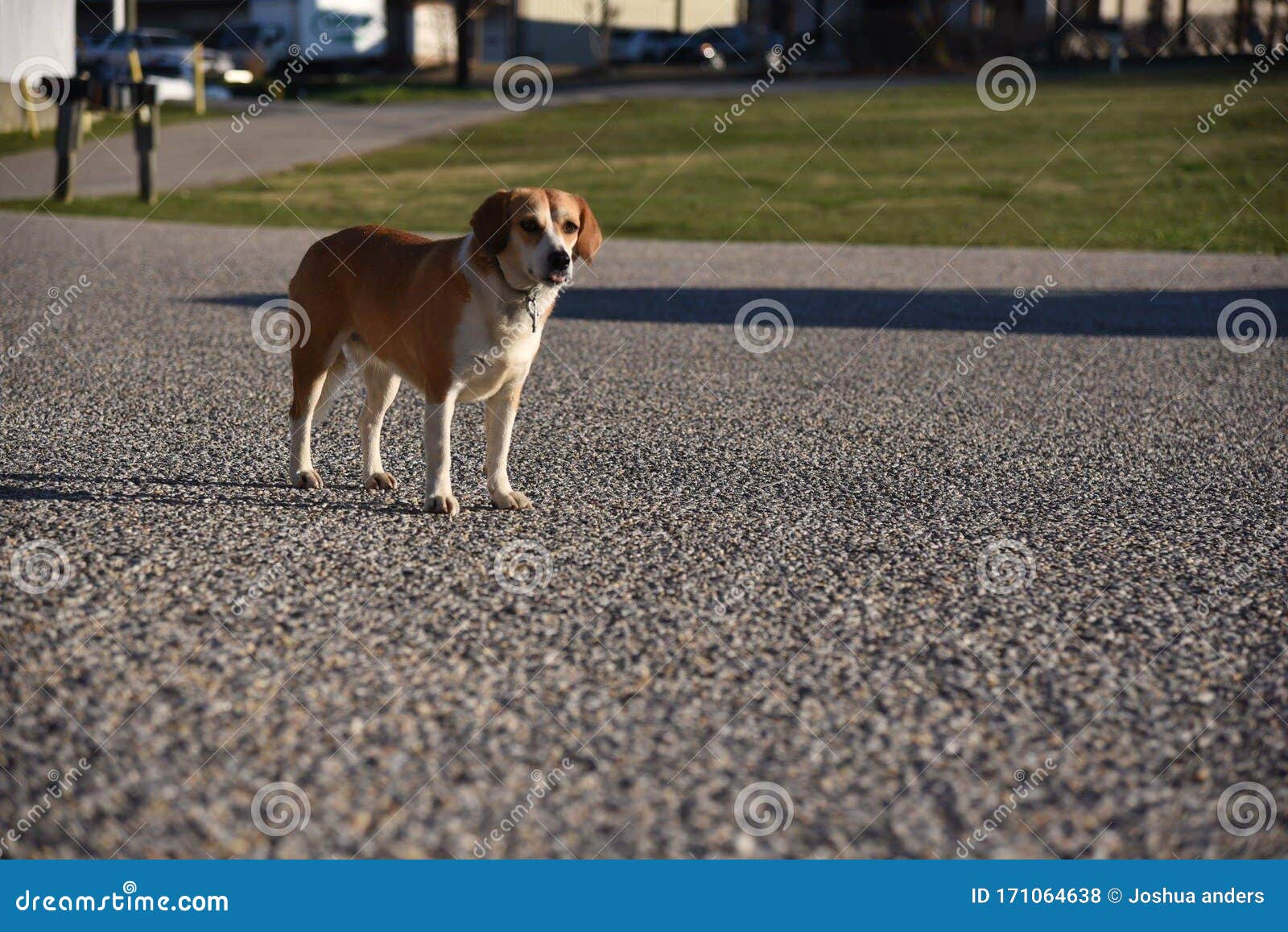 Wandering pets playing stock photo. Image of playing - 171064638