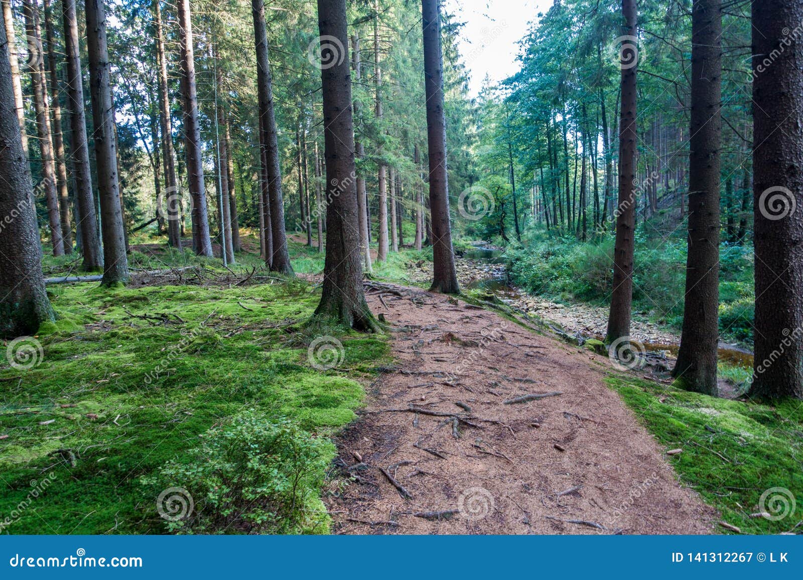 Wandering in the woods stock image. Image of tree, woods - 141312267