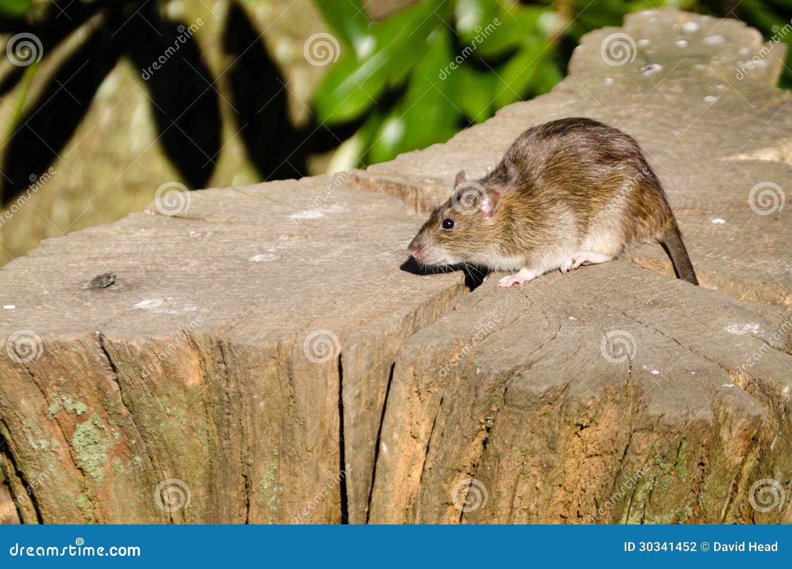 Wanderratte auf Klotz stockfoto. Bild von pelz, haar - 30341452