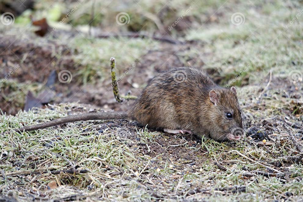 Wanderratte, Rattus Norvegicus Stockbild - Bild von britisch, ratte ...