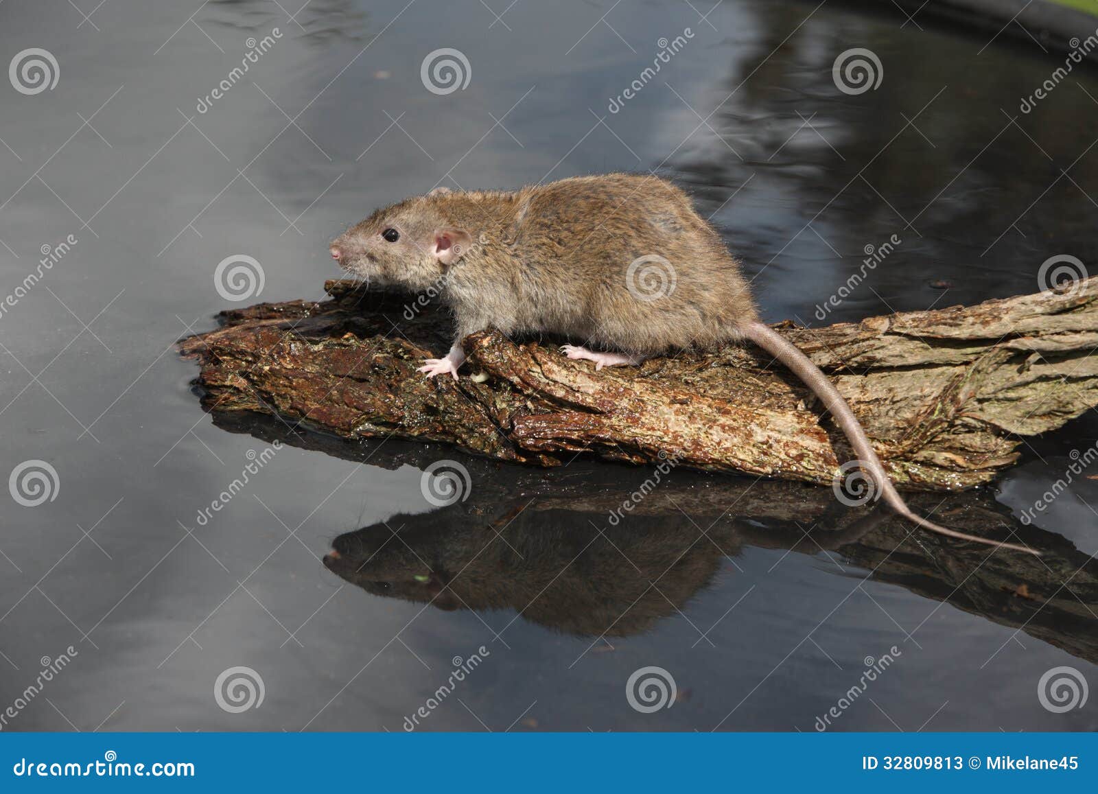 Wanderratte, Rattus Norvegicus Stockbild - Bild von plage, ratte: 32809813