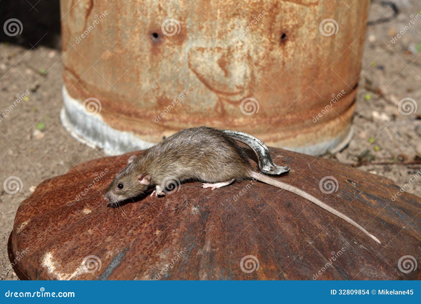 Wanderratte, Rattus Norvegicus Stockfoto - Bild von ratte, verlottert ...