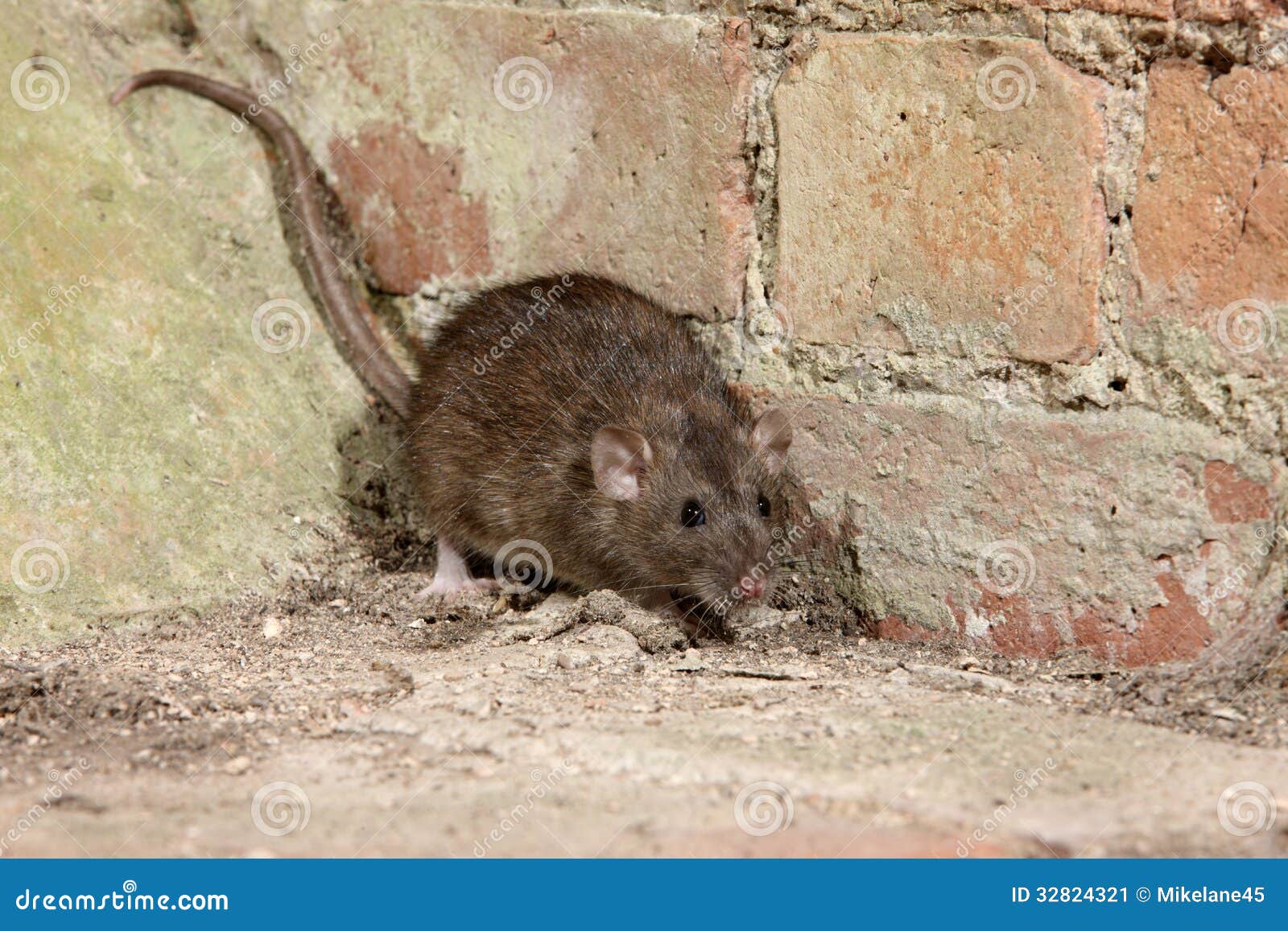 Wanderratte, Rattus Norvegicus Stockbild - Bild von britisch, nagetier ...