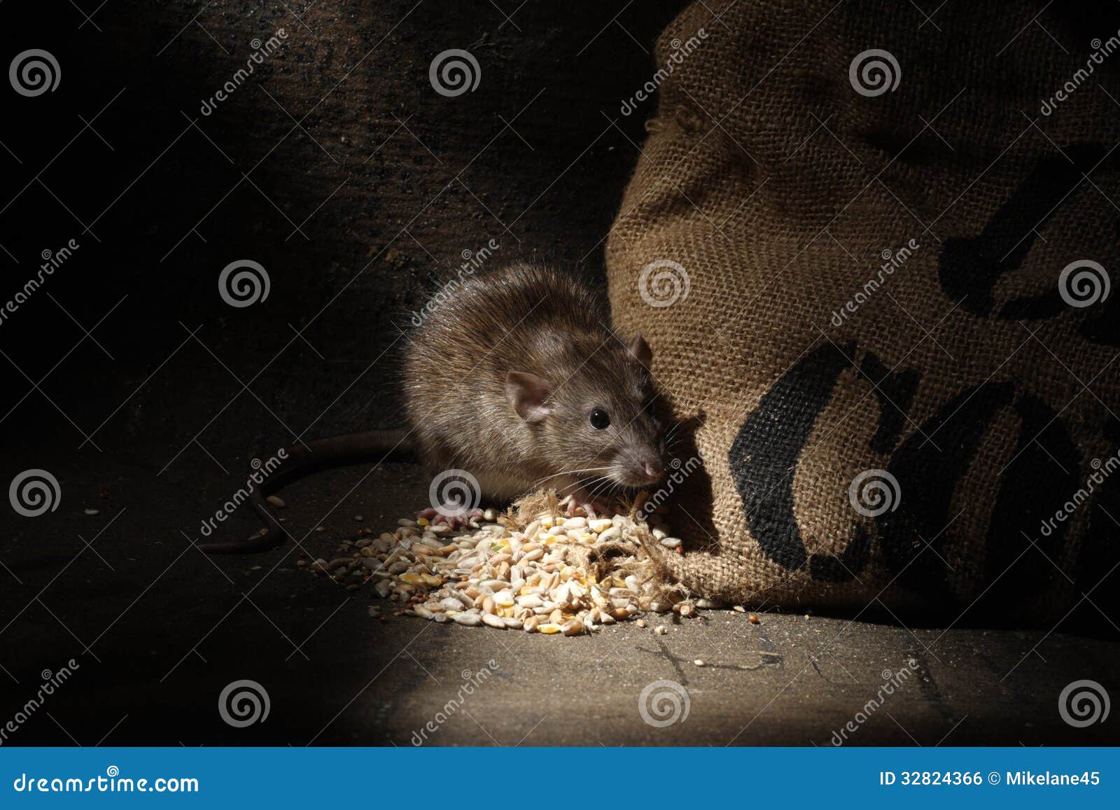 Wanderratte, Rattus Norvegicus Stockfoto - Bild von braun, wildnis ...