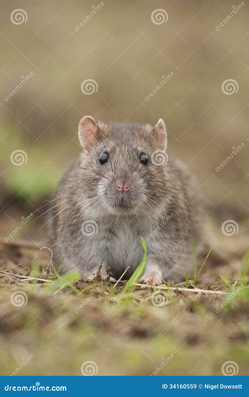 Wanderratte (Rattus Norvegicus) Stockbild - Bild von porträt, nave ...