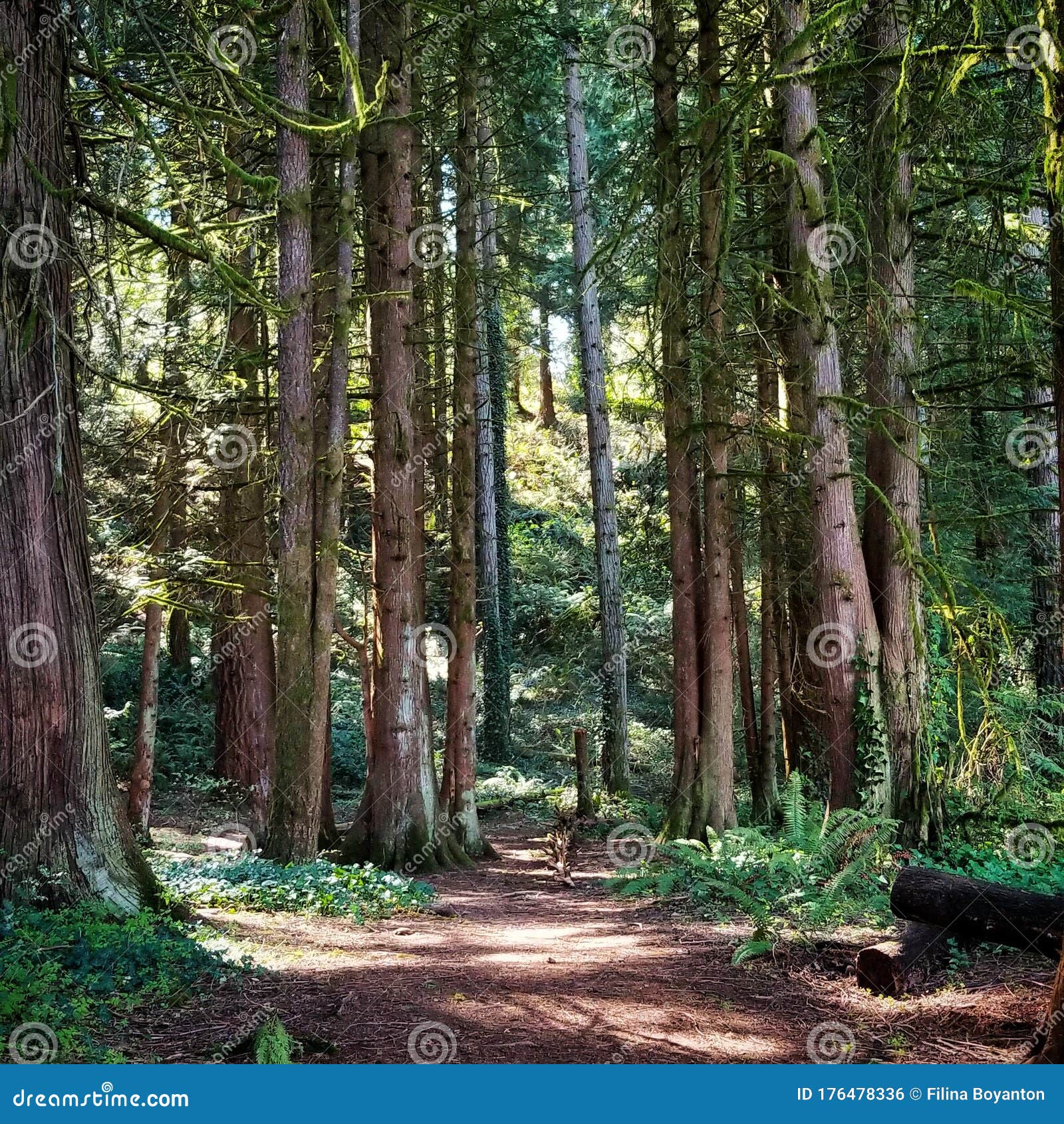 Wanding n the woods stock photo. Image of lost, woods - 176478336