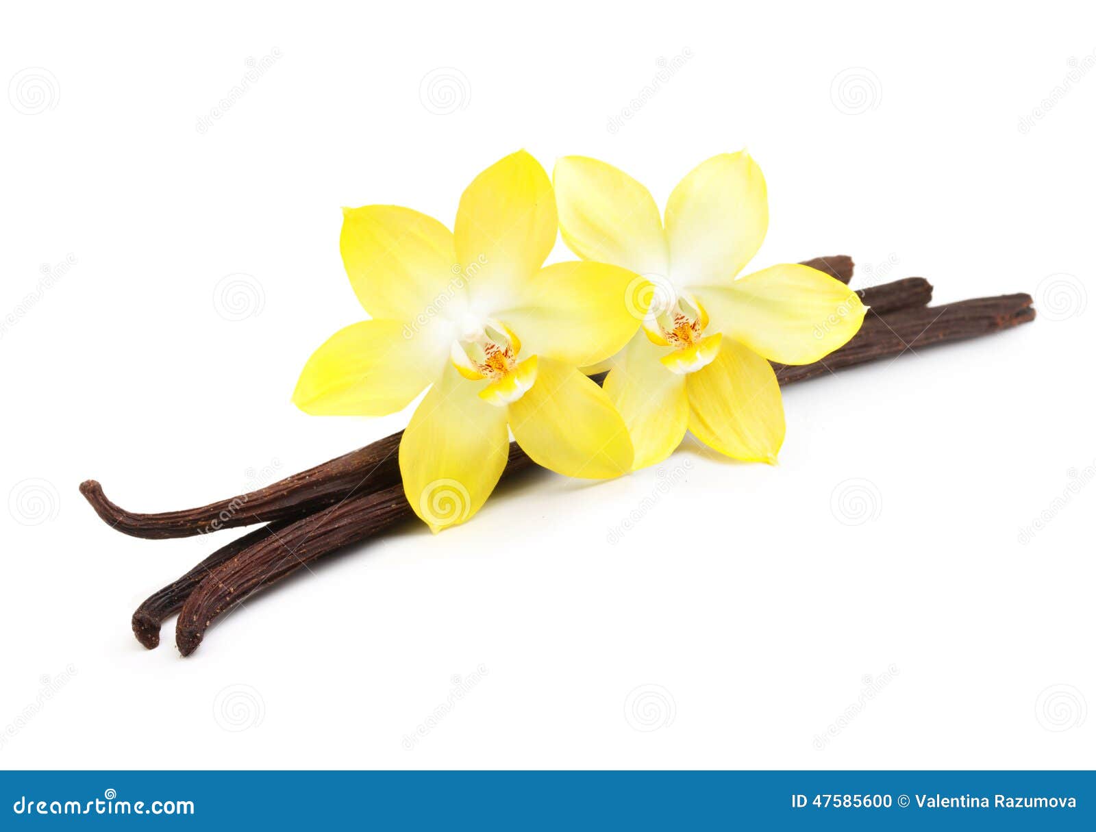 Wanilia kwiat i zdjęcie stock. Obraz złożonej z hindus - 47585600