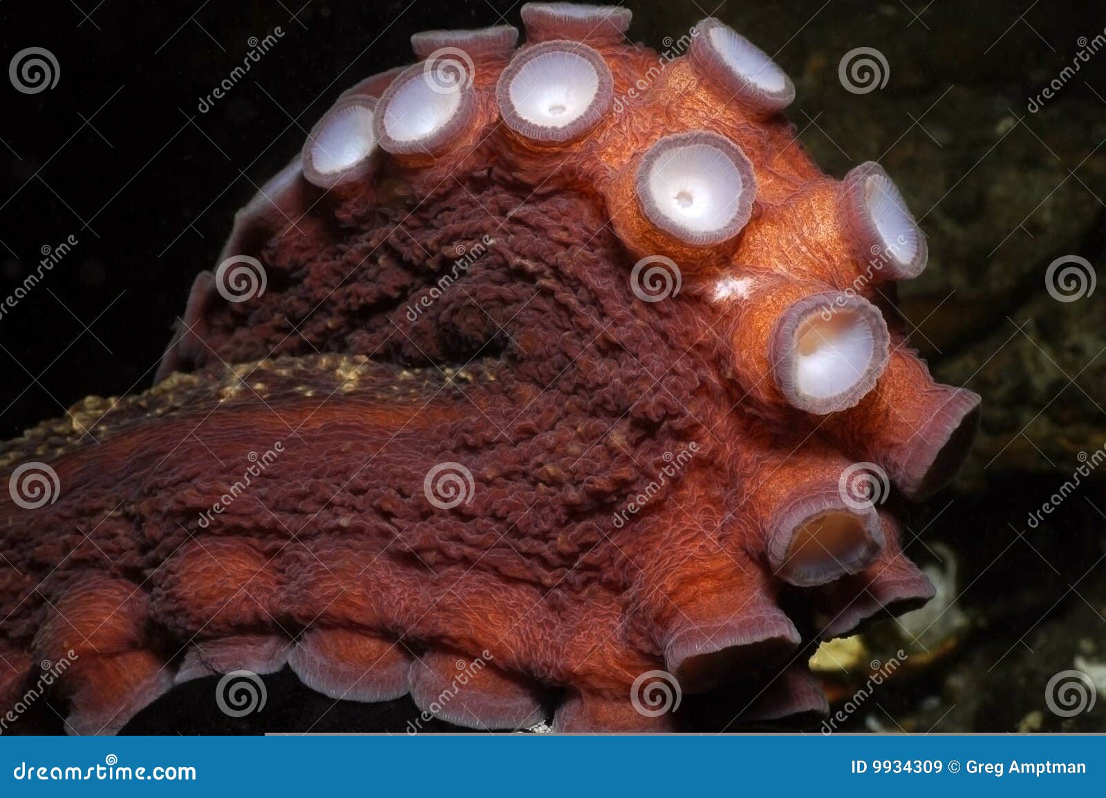 Wanna Shake Hands stock image. Image of sound, saltwater - 9934309