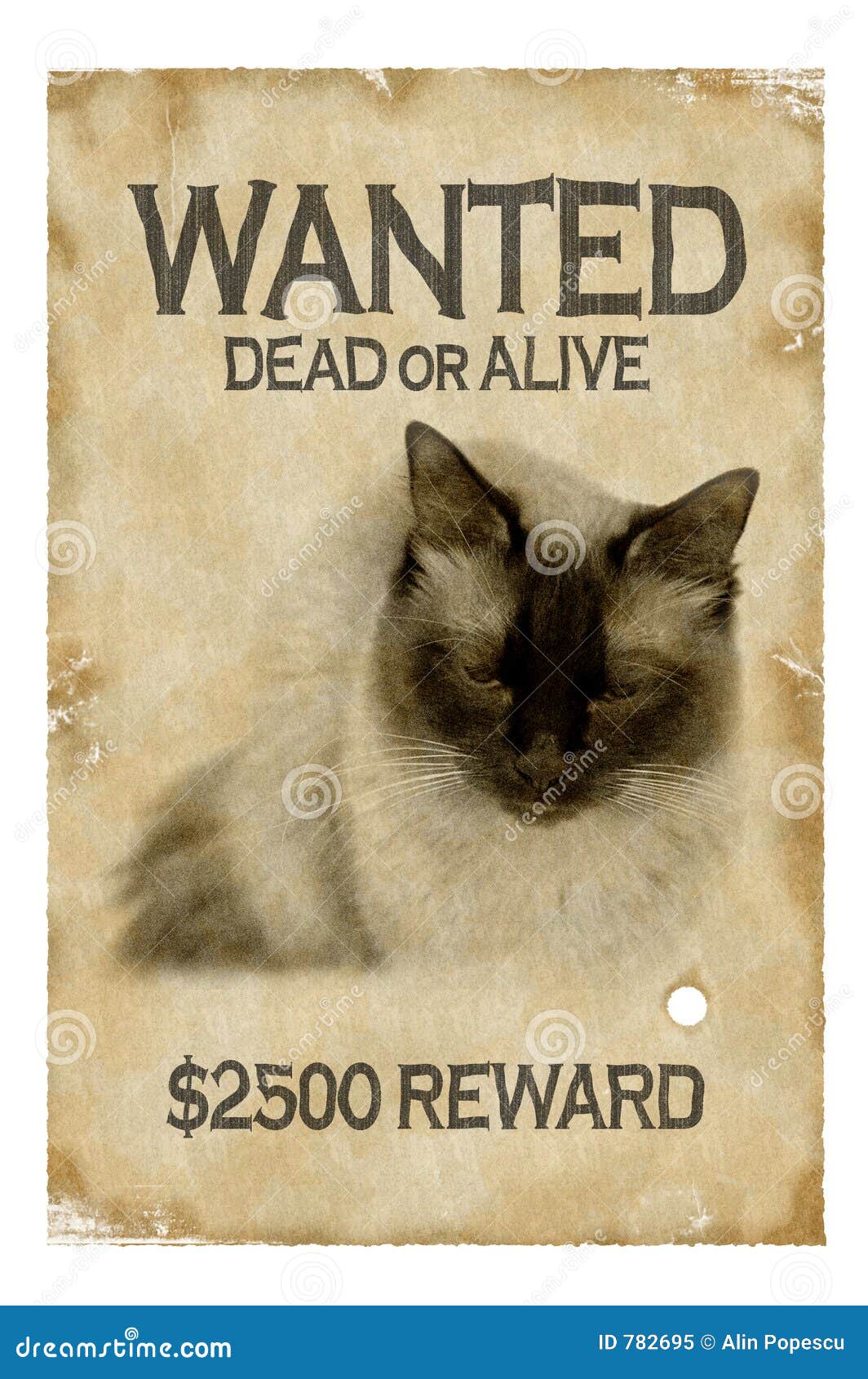 Wanted stock image. Image of coat, animal, cute, press - 782695