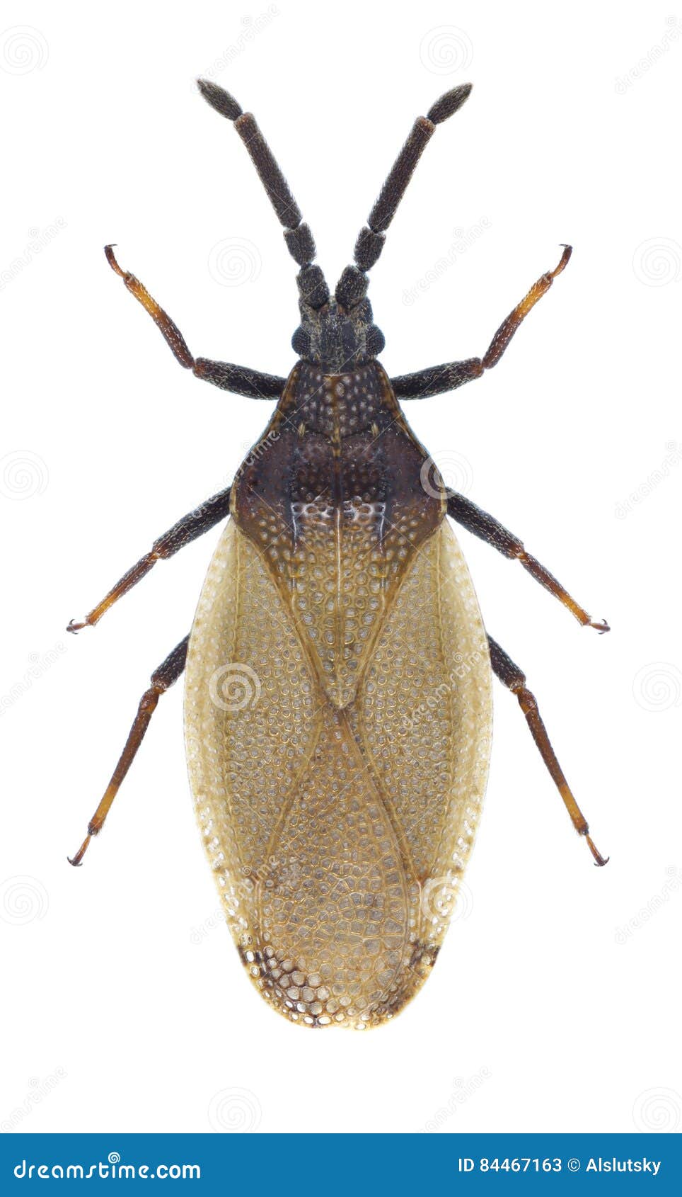 Wanze Catoplatus-carthusianus Stockbild - Bild von ansammlung, insekt ...