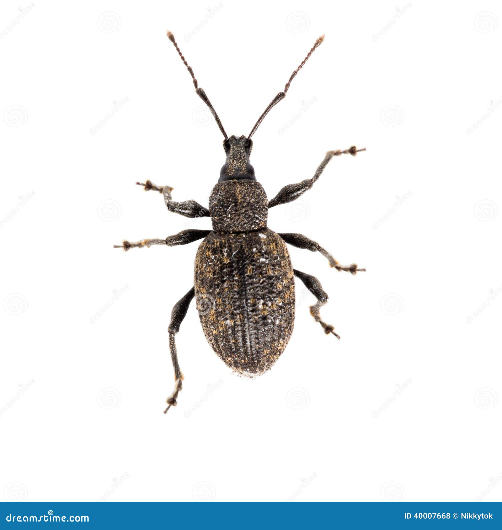 Wanze lokalisiert auf Weiß stockfoto. Bild von hintergrund - 40007668