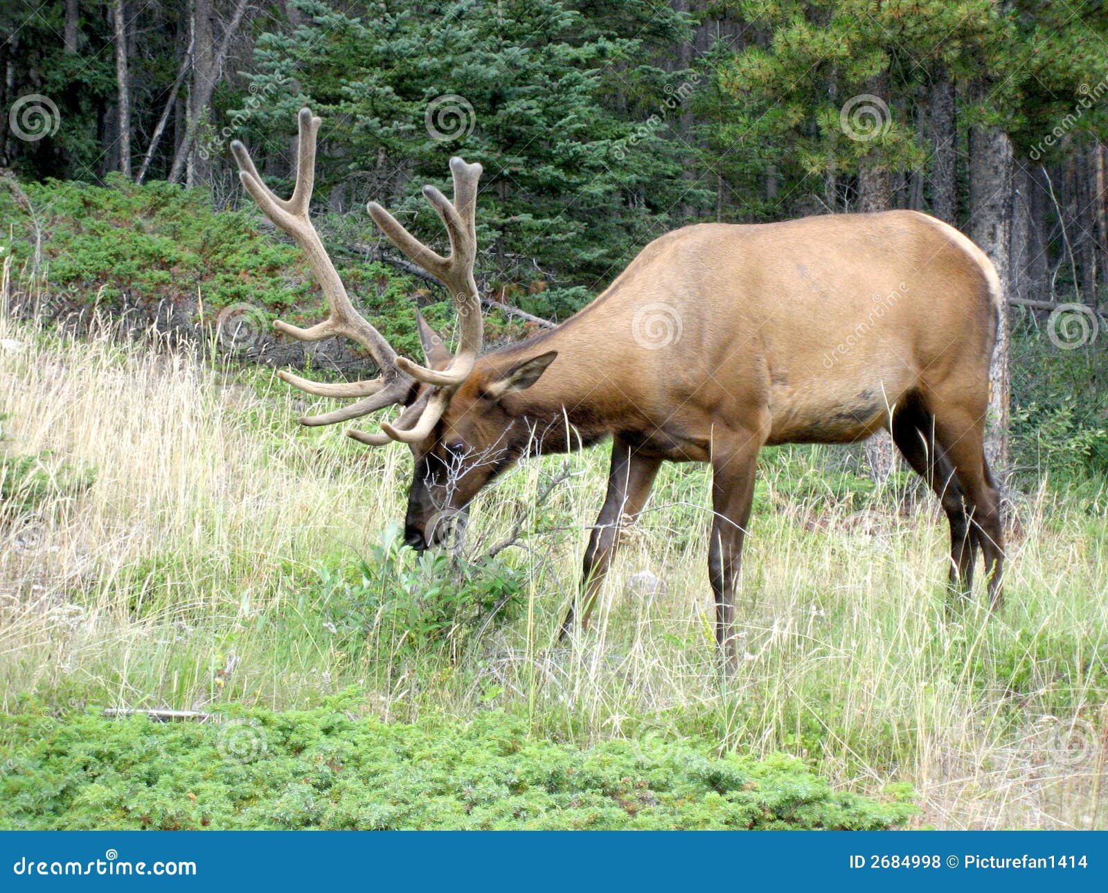 Wapiti 1 stock photo. Image of standing, natural, canada - 2684998